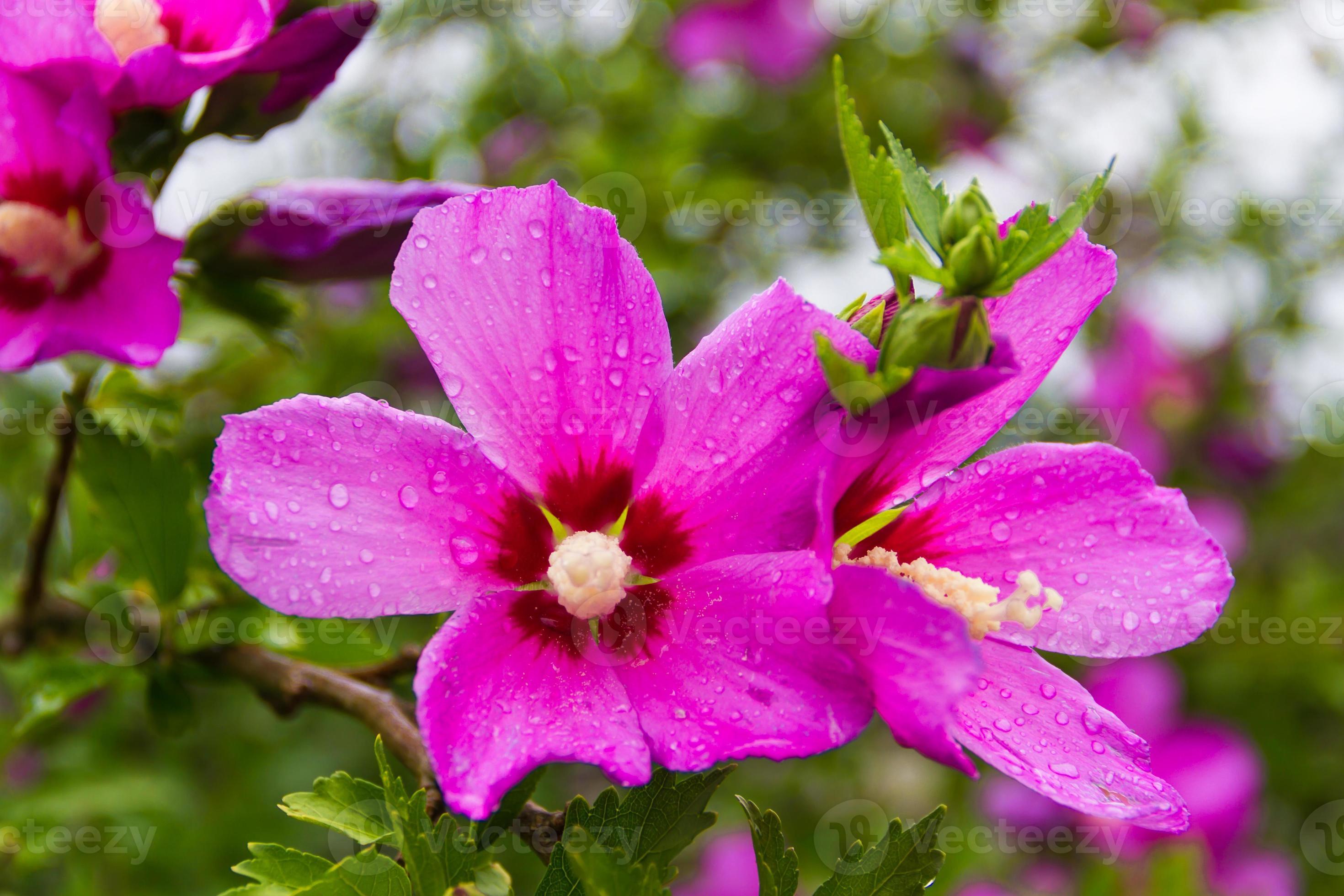 Hibiscus Syriacus Under The Rain National Flower Of South Korea