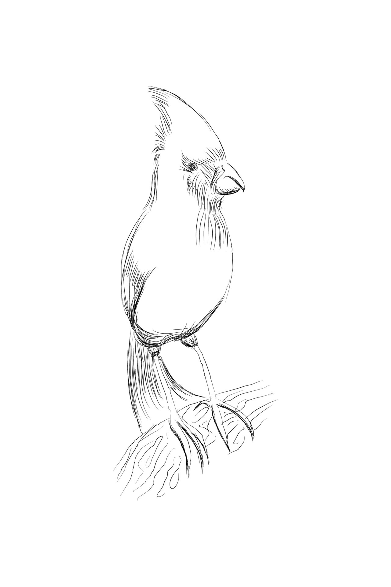 Vector Line Drawing Bird Sitting At Maple Tree Branch Sketch Of Northern Cardinal Hand Drawn