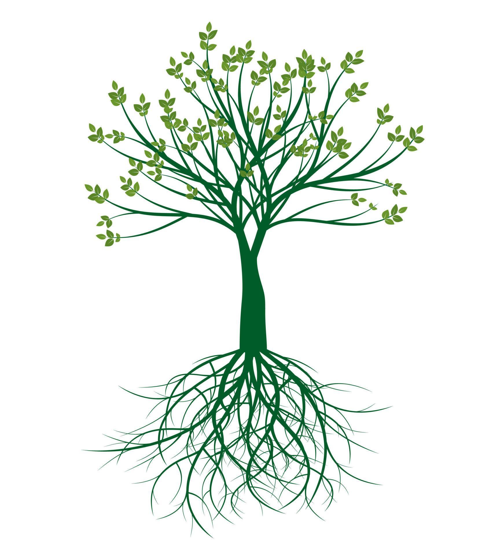 Green spring Tree wth Roots. Vector Illustration. 21695460 Vector Art ...