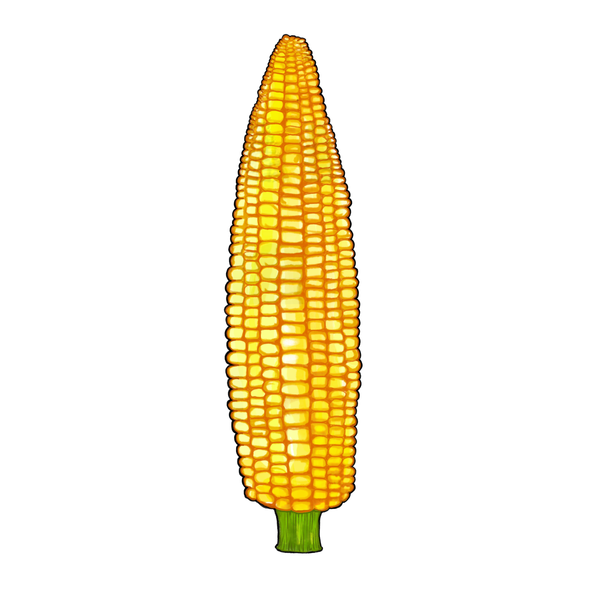How To Draw A Corn Cob Easy Corn On Cob Corn Drawing - vrogue.co How To Draw A Corn Cob Easy Corn On Cob Corn Drawing - vrogue.co