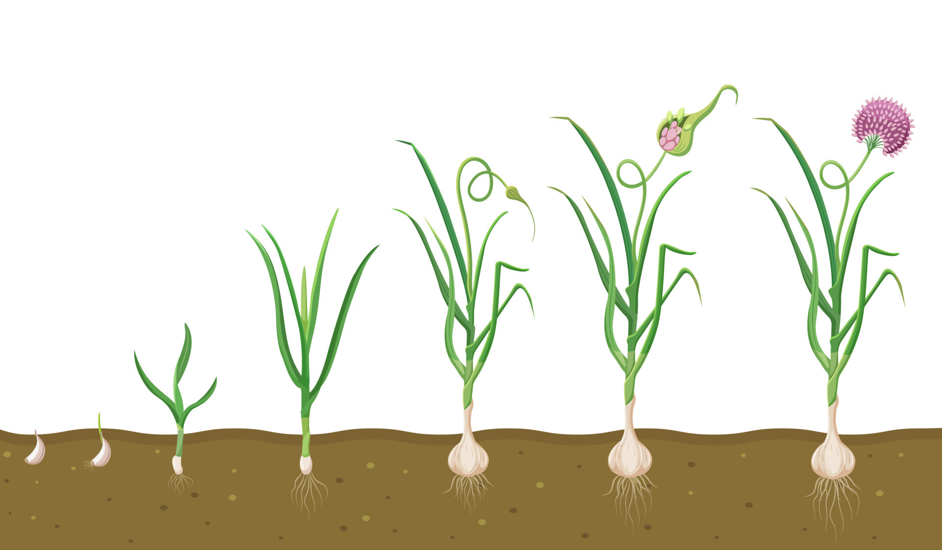 Growth Of Garlic In Soil Cycle Of Growing Vegetables Plant Growth growth-of-garlic-in-soil-cycle-of-growing-vegetables-plant-growth
