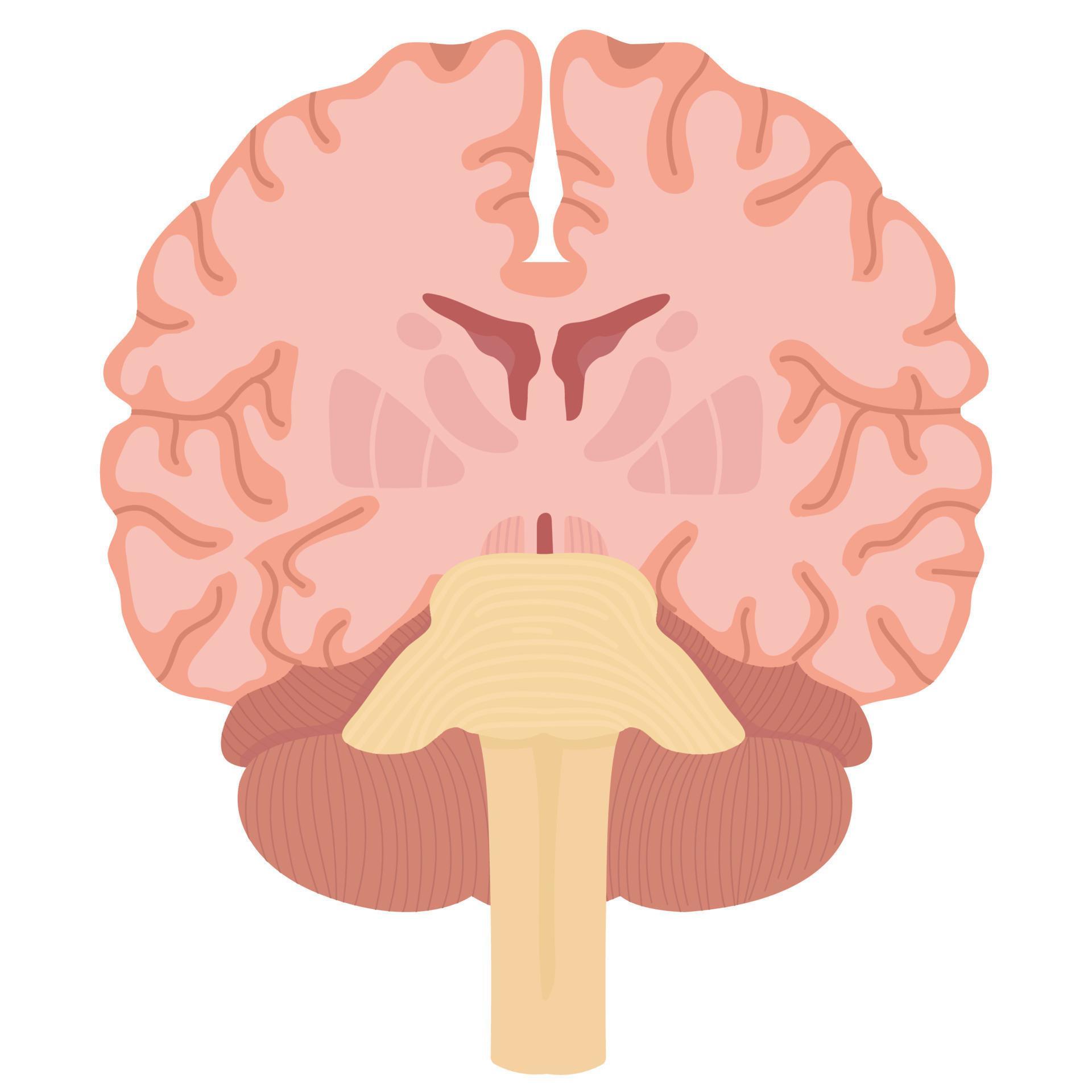 coronal section brain. 21775842 Vector Art at Vecteezy