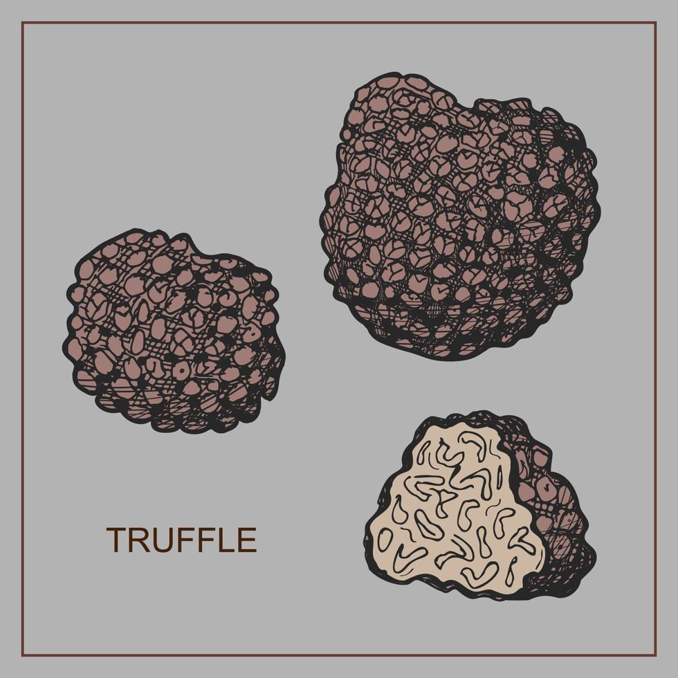 Truffle Truffle Mushroom Drawing Hand Drawn Mushrooms Design Element Vector Illustration