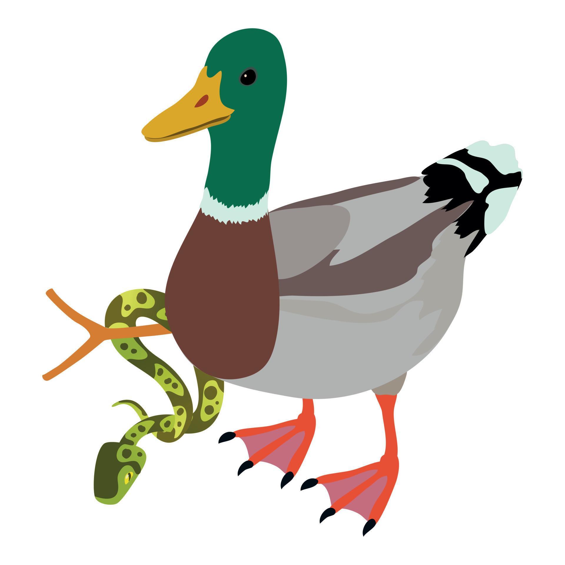 Animal world icon isometric vector. Colorful wild duck drake near tree ...