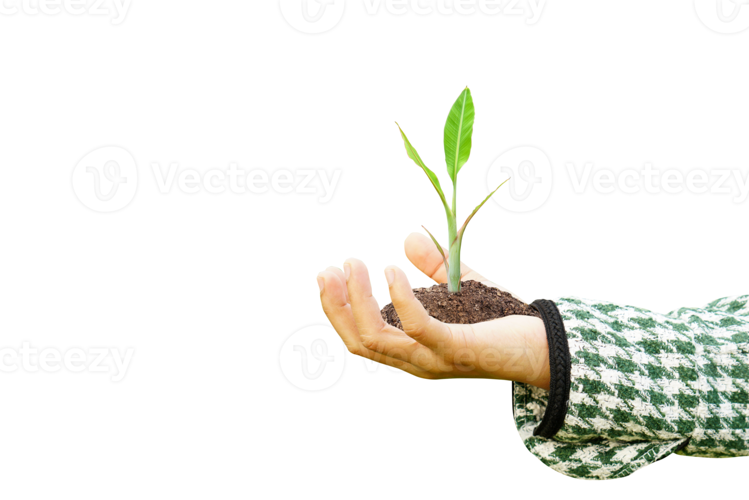 Concept Of Saving The World Tree In Human Hands 21817719 Png