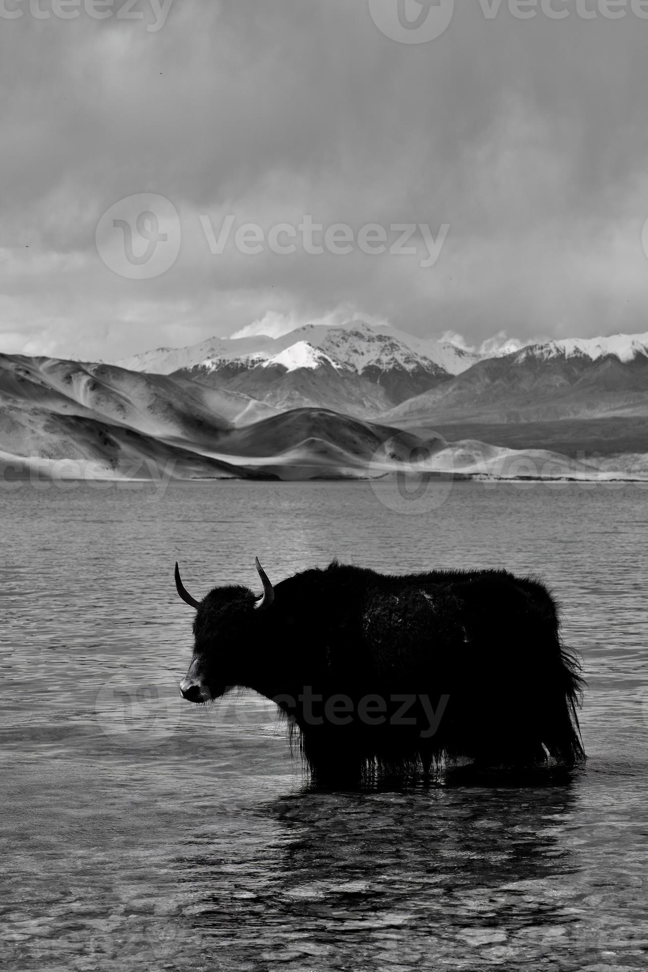Alpine yaks drinking water in the Baisha Lake of Bulunkou Reservoir in southern Xinjiang ...