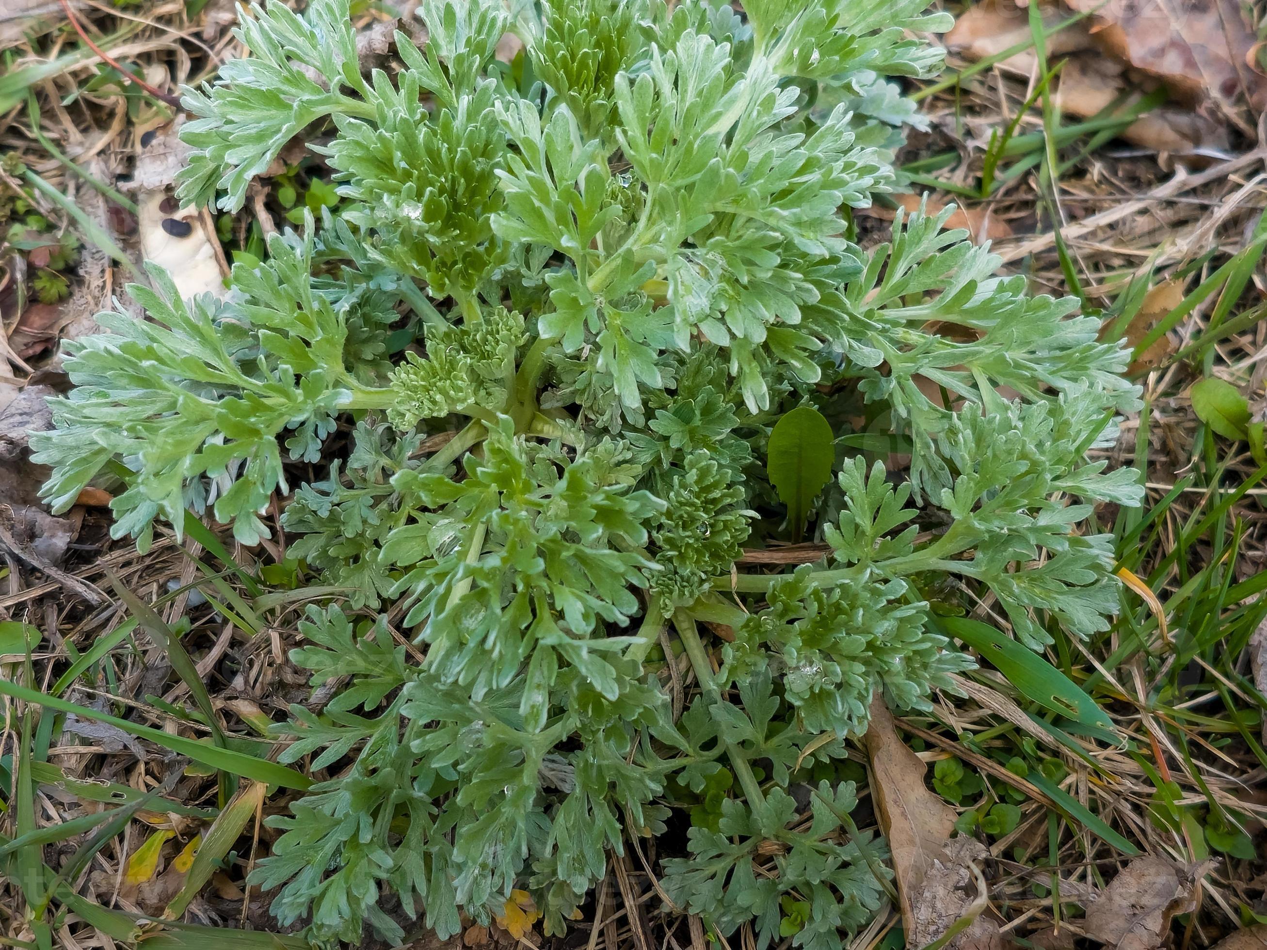 Close Up Of Fresh Wormwood Artemisia Absinthium L Herb In The City Park In Early Spring