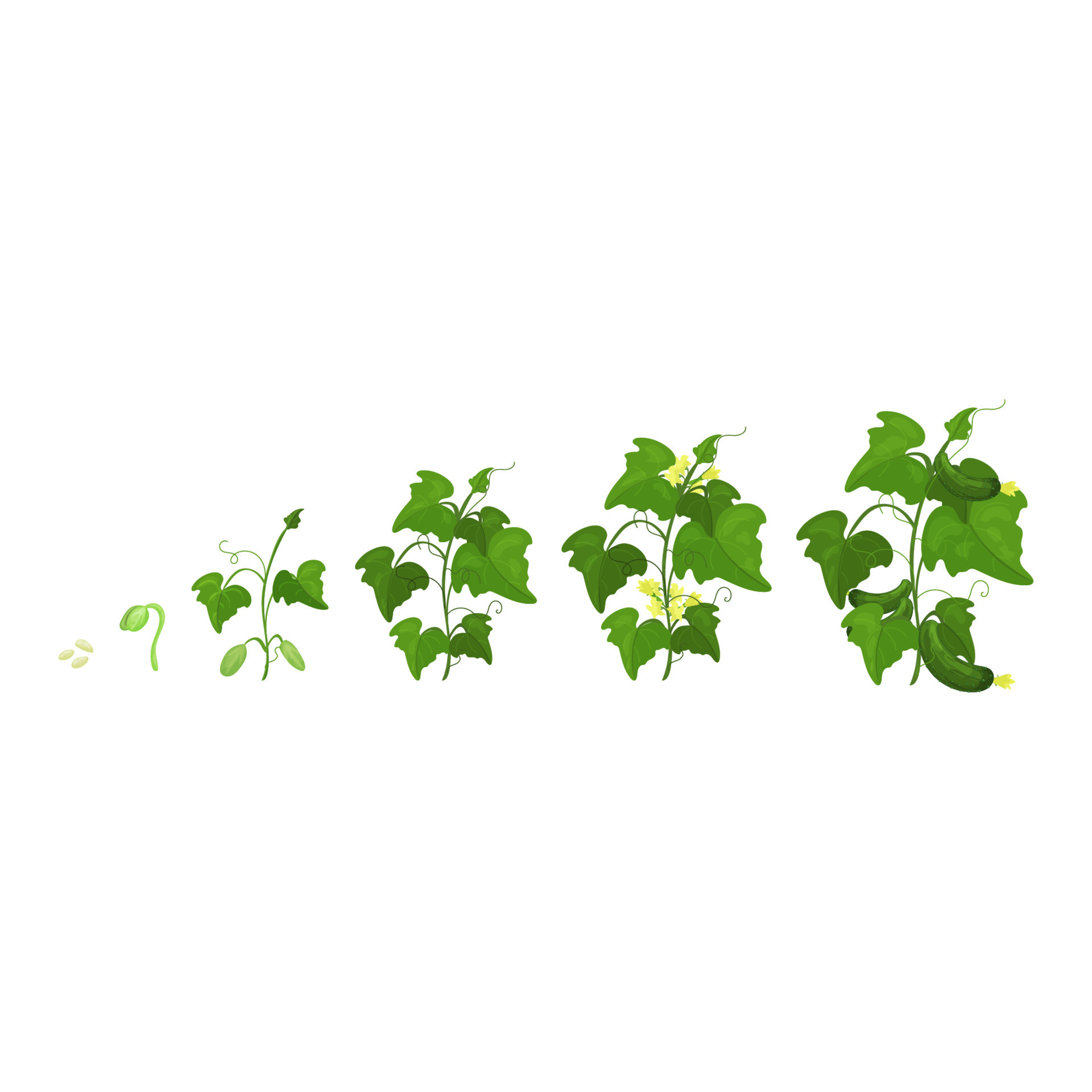 Life Cycle Of Cucumber Plant Stages Of Growth From Seed And Sprout To