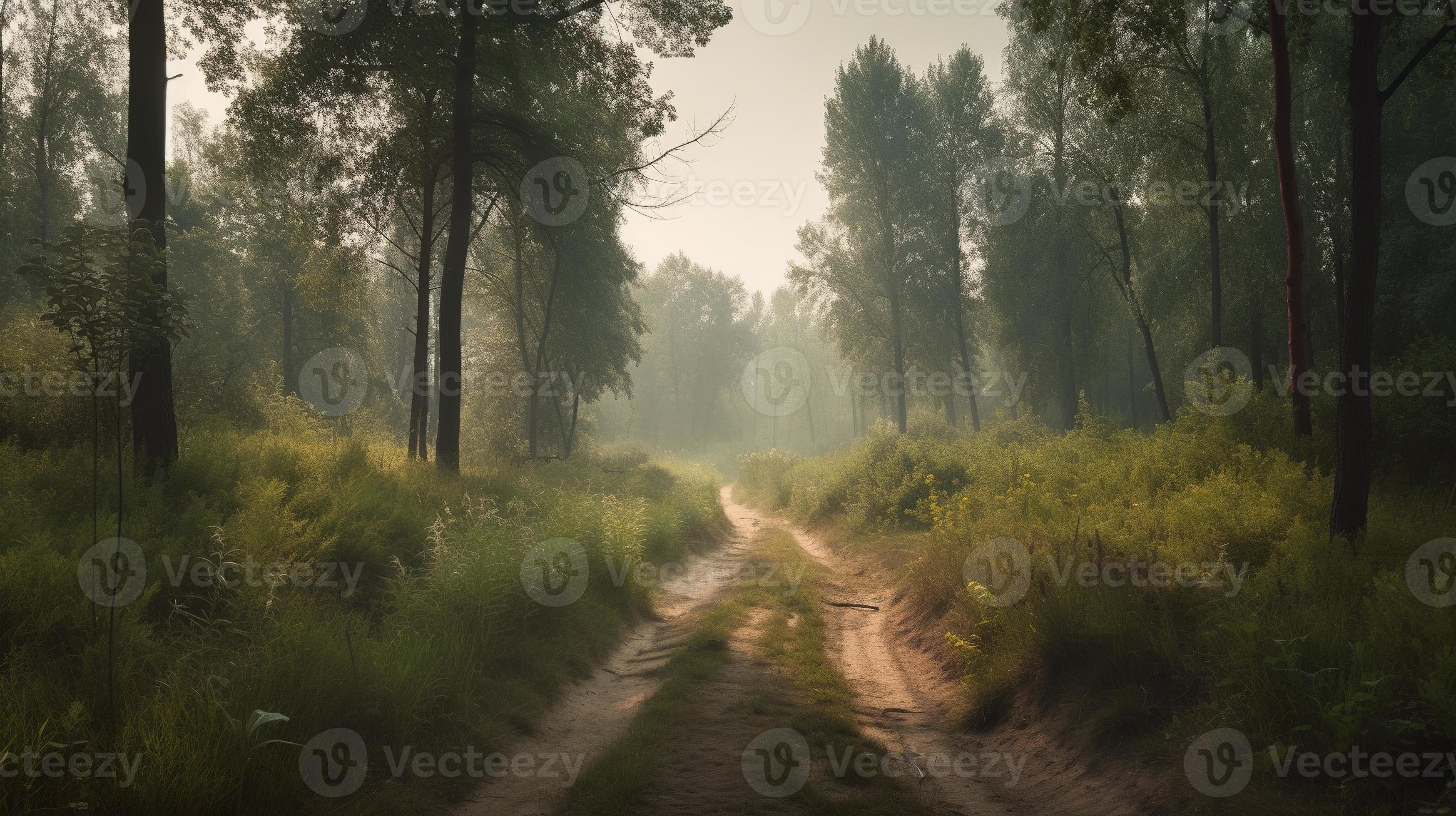 Foggy path through the forest ,Sunset in a dark forest with rays of ...