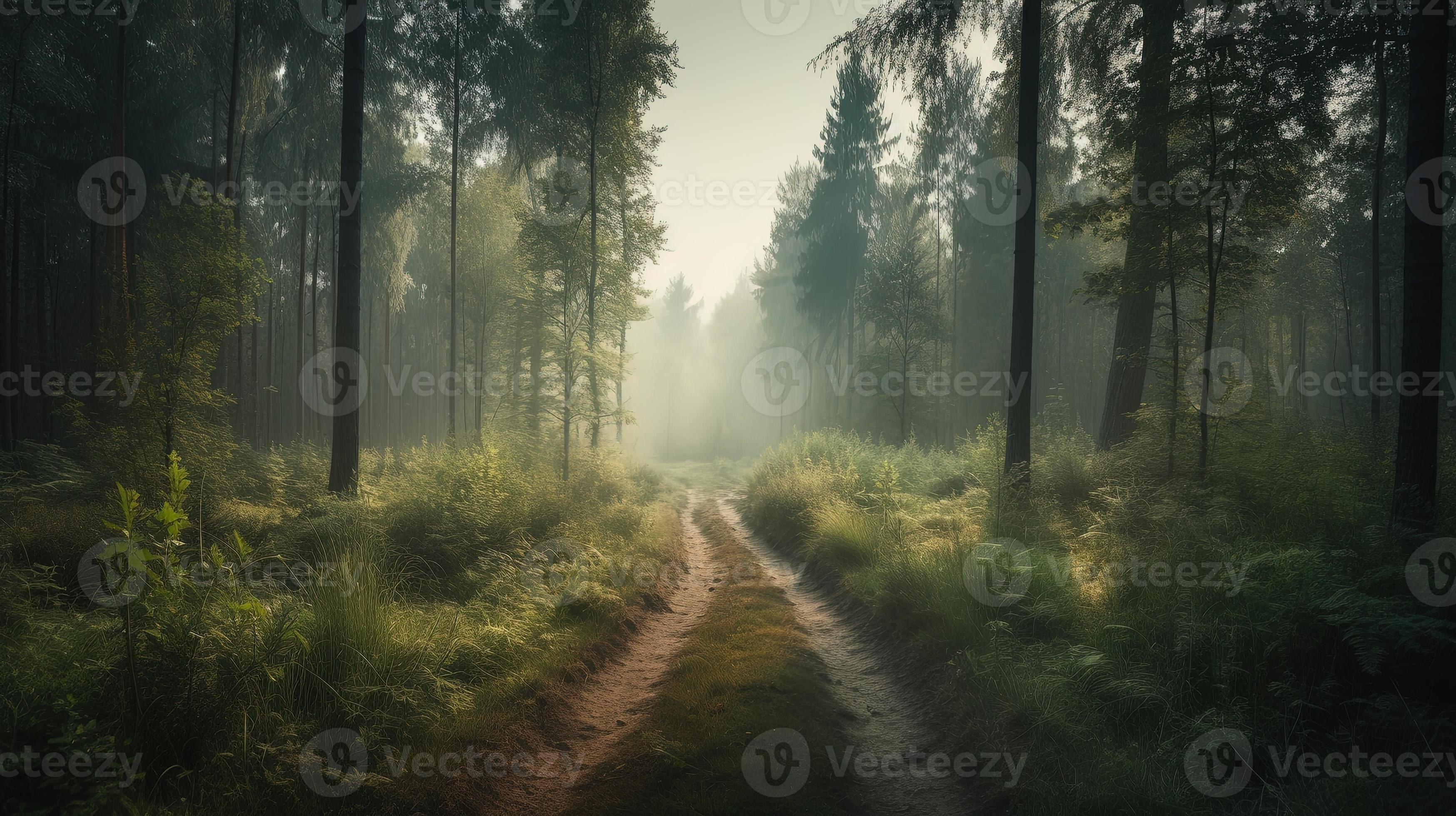 Foggy path through the forest ,Sunset in a dark forest with rays of ...