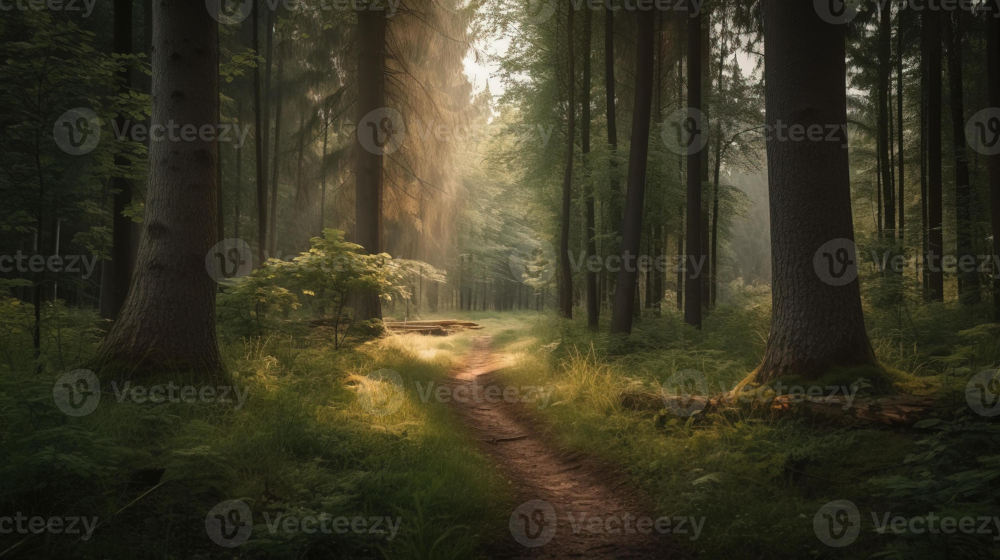 Foggy path through the forest ,Sunset in a dark forest with rays of light passing through the ...
