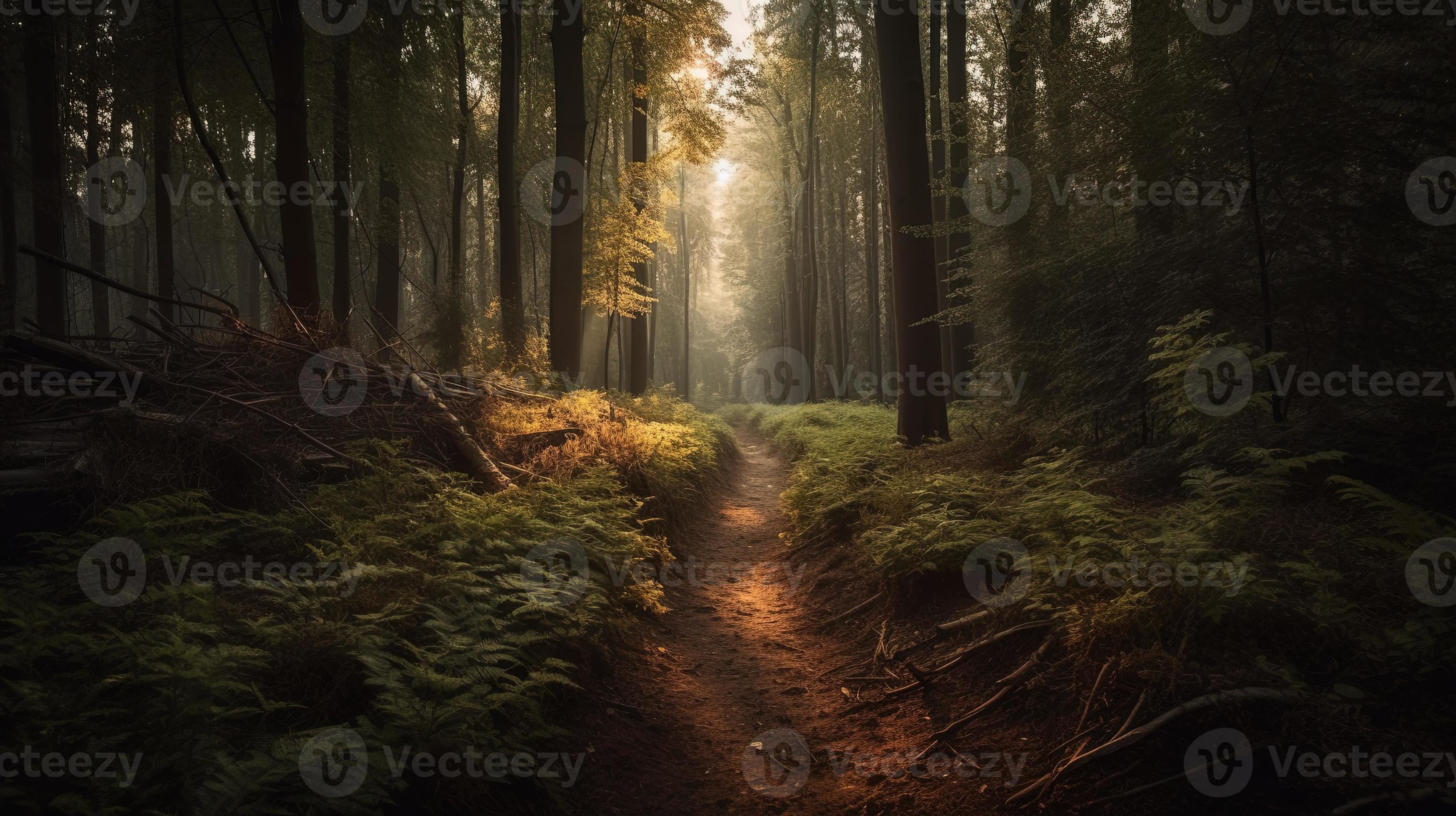 Foggy path through the forest ,Sunset in a dark forest with rays of light passing through the ...