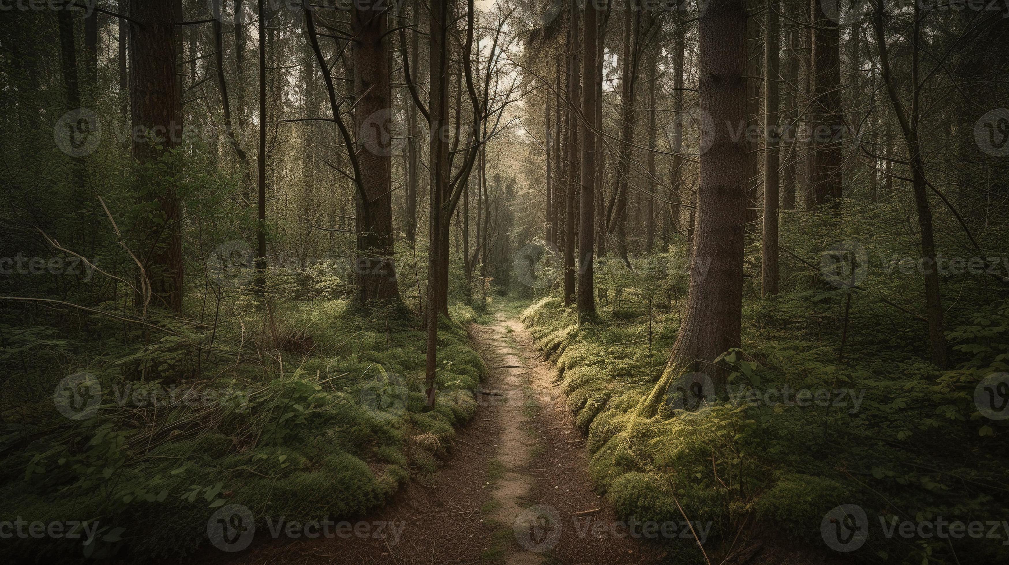Foggy path through the forest ,Sunset in a dark forest with rays of light passing through the ...
