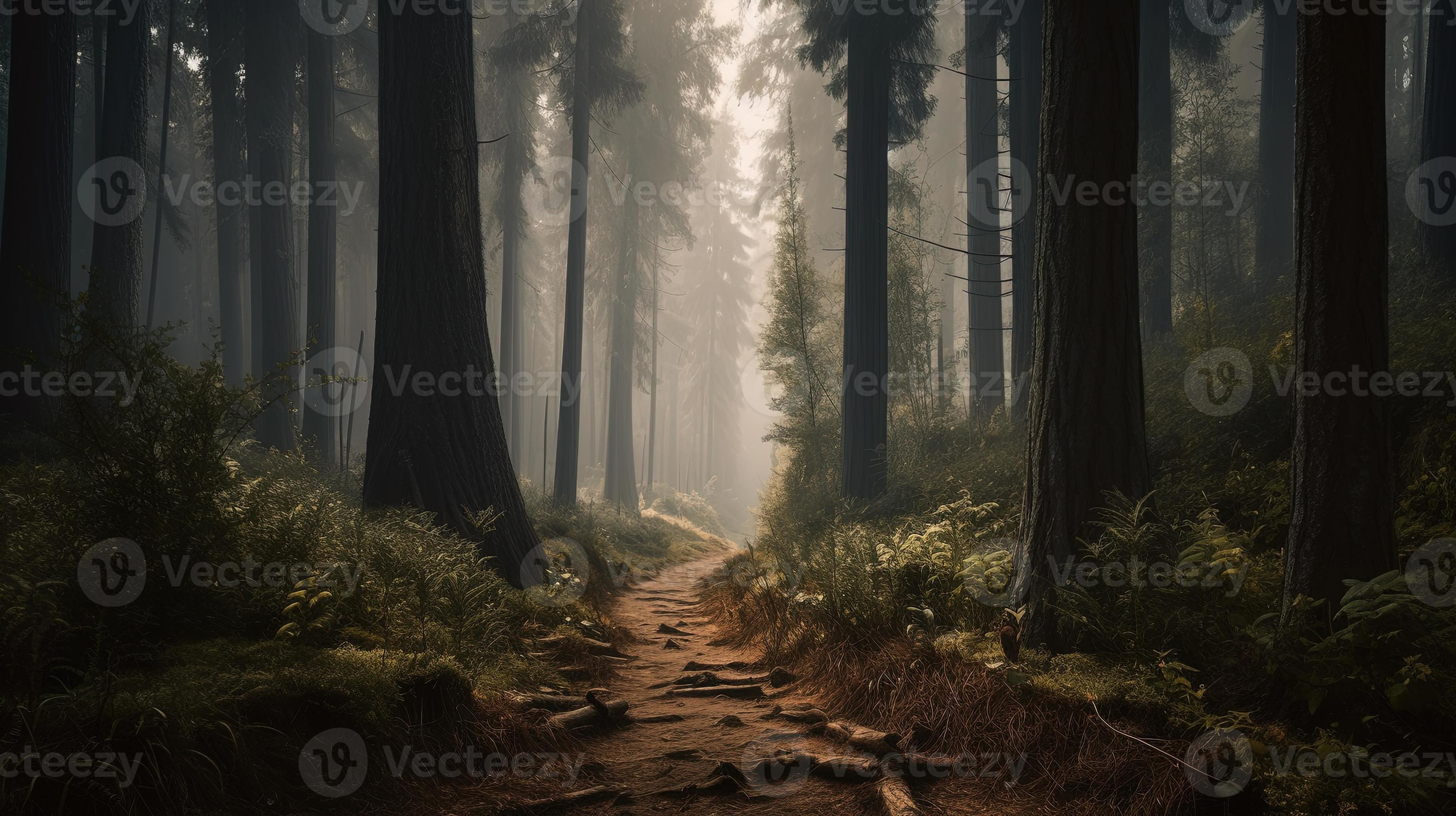 Foggy path through the forest ,Sunset in a dark forest with rays of light passing through the ...