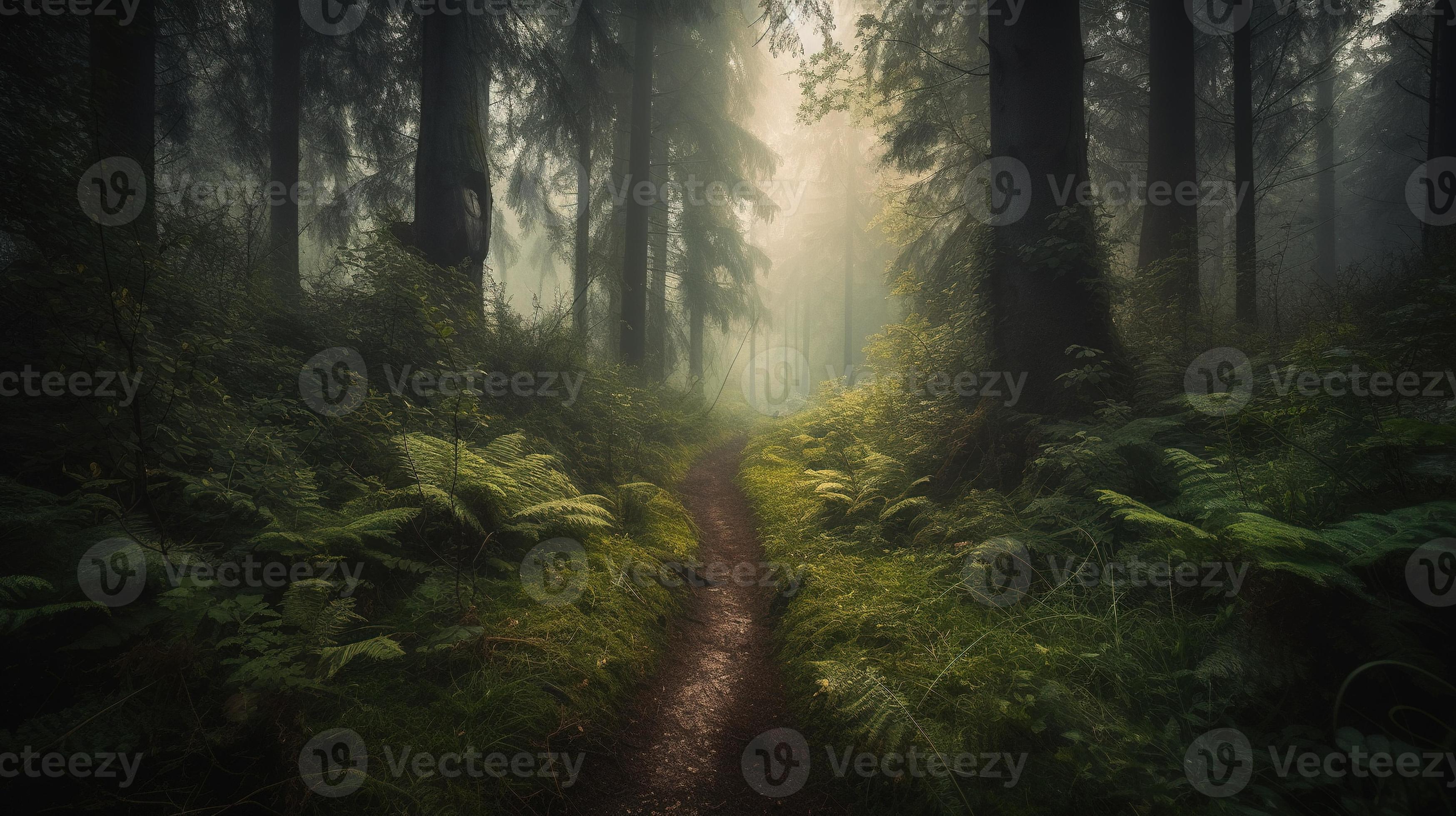 Foggy path through the forest ,Sunset in a dark forest with rays of light passing through the ...