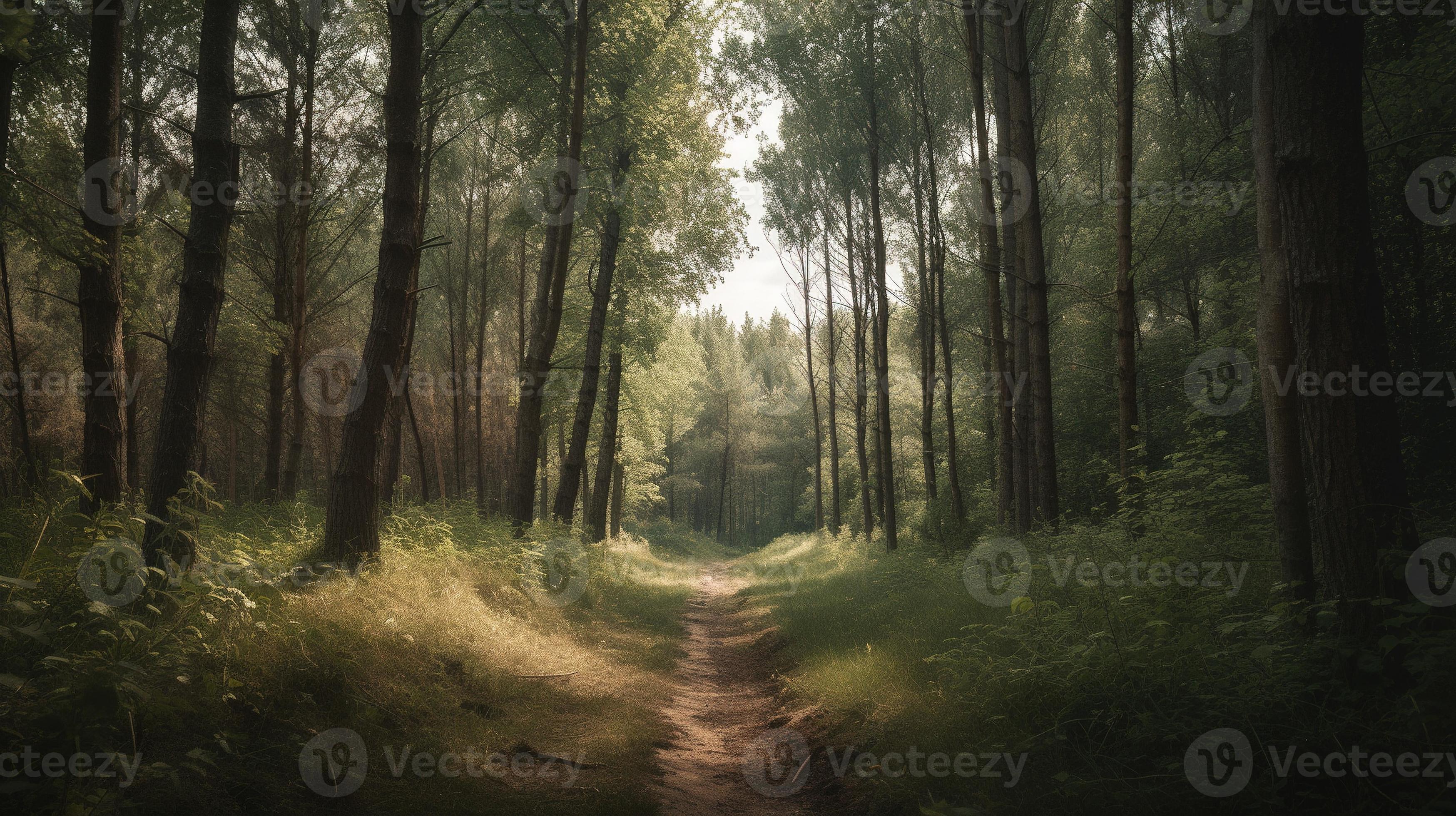 Foggy path through the forest ,Sunset in a dark forest with rays of light passing through the ...