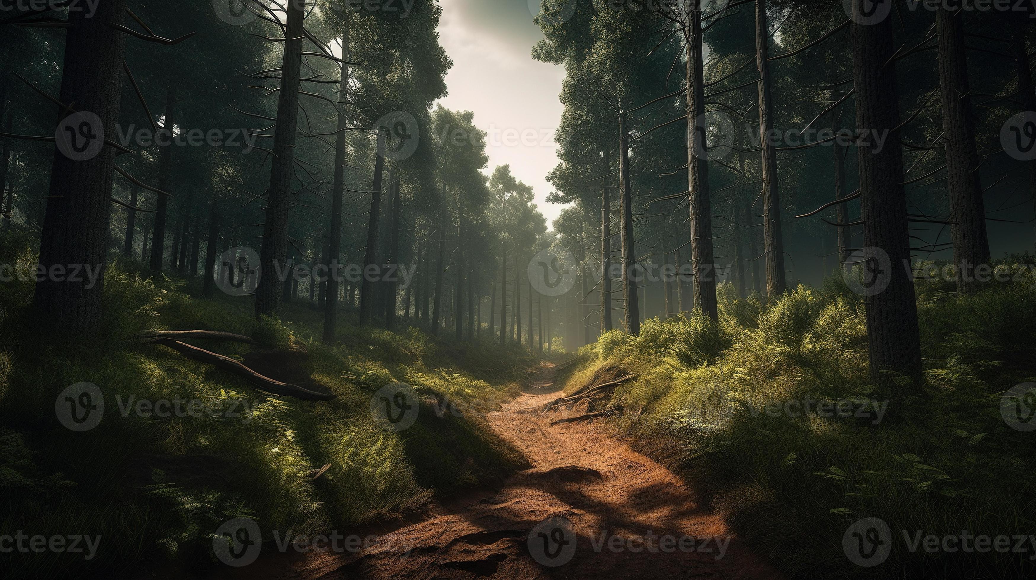 Foggy path through the forest ,Sunset in a dark forest with rays of ...
