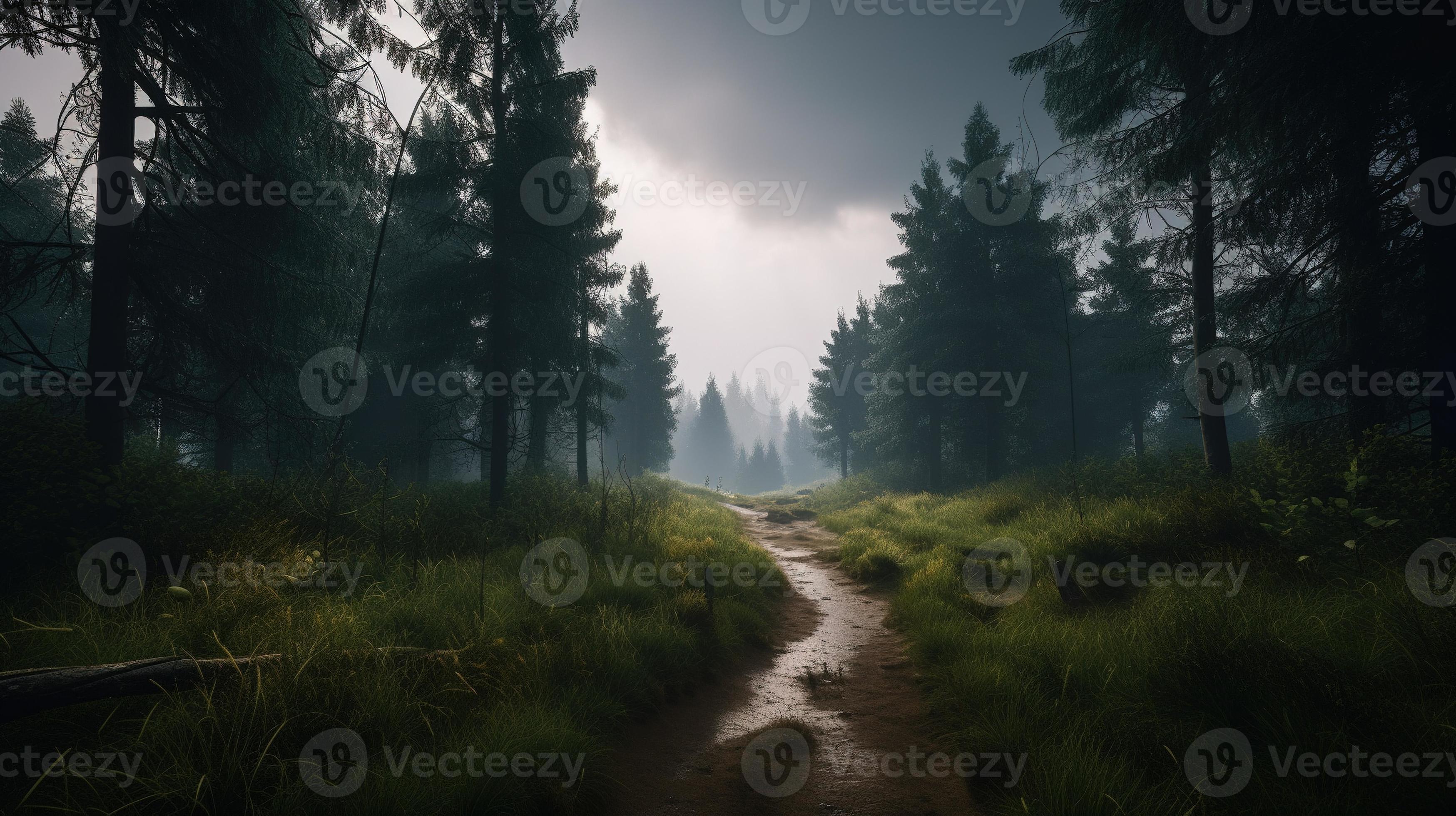 Foggy path through the forest ,Sunset in a dark forest with rays of ...