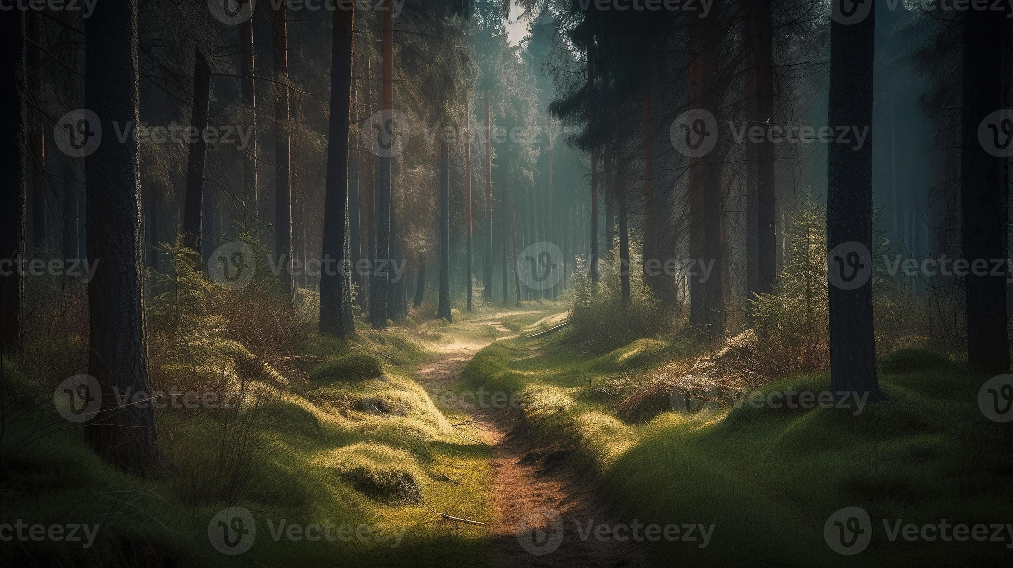 Foggy path through the forest ,Sunset in a dark forest with rays of light passing through the ...