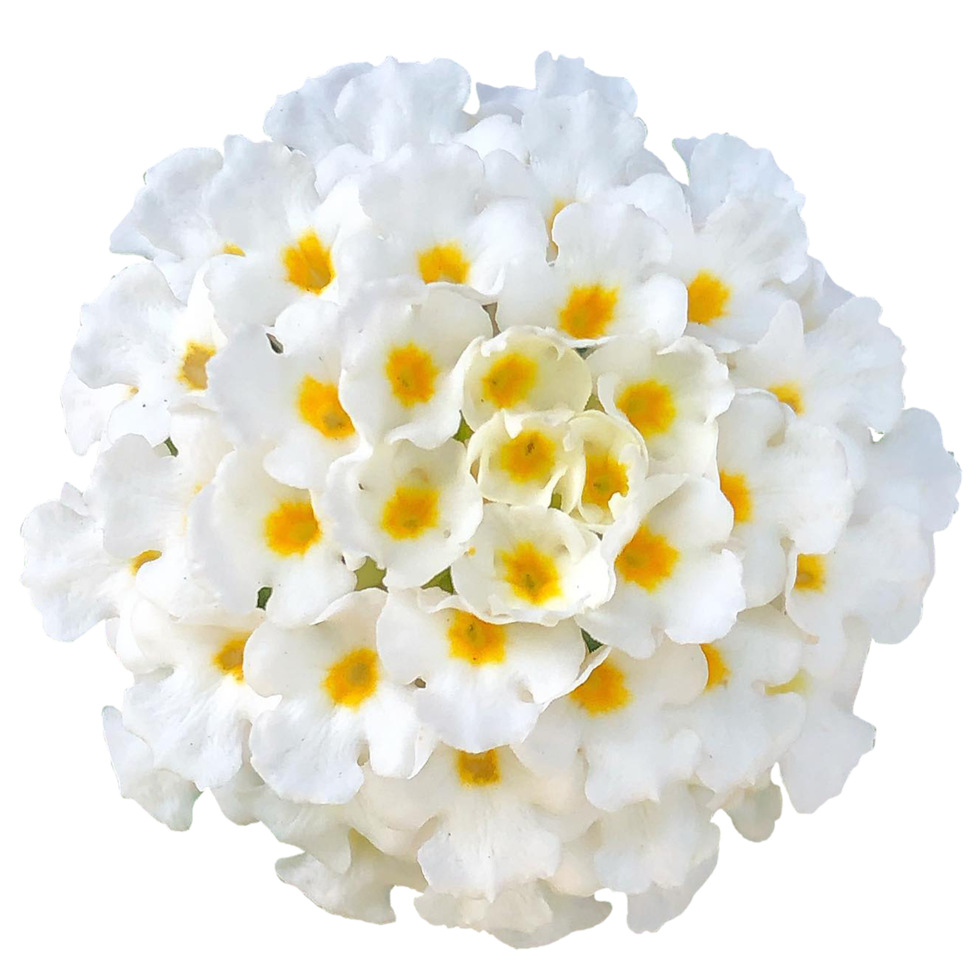 lantana camara Delaware flores blancas 21911589 PNG lantana camara Delaware flores blancas 21911589 PNG