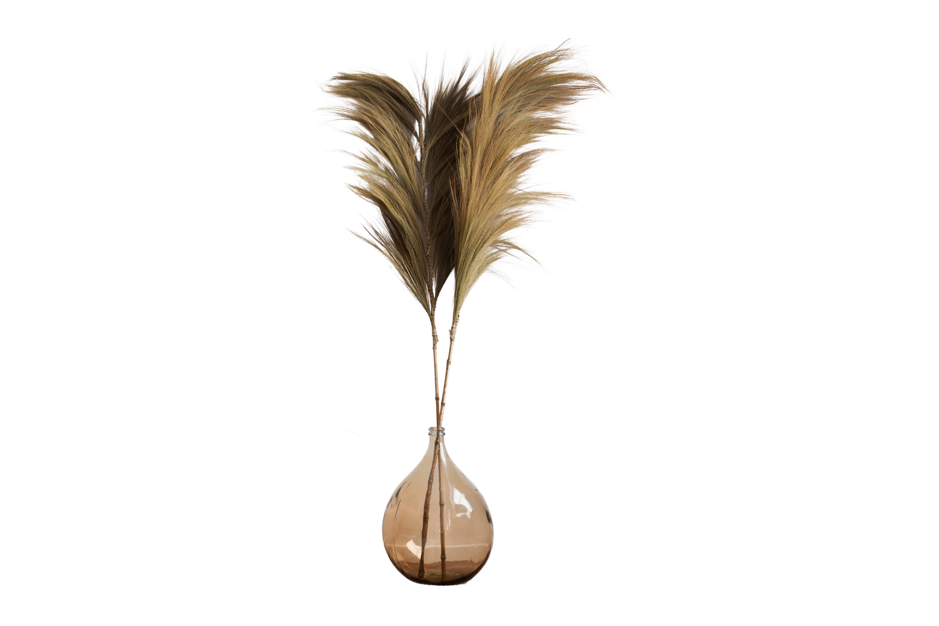 Brown glass vase and pampas grass isolated on a transparent background ... Brown glass vase and pampas grass isolated on a transparent background ...