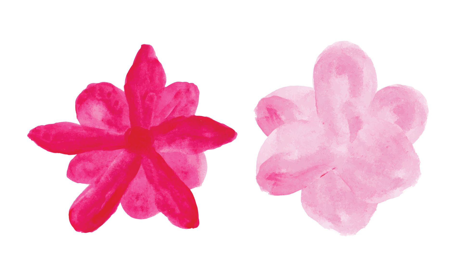 Two pink flowers on a white background, Watercolor floral illustration ...