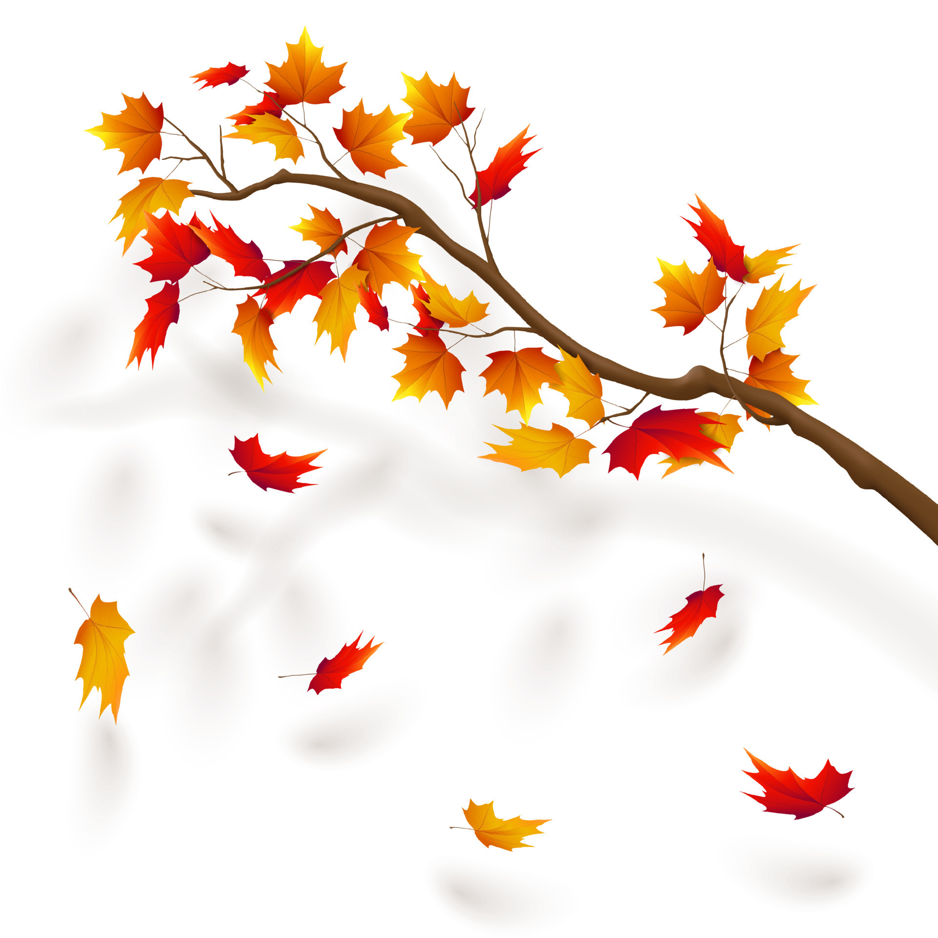Branch of maple tree, autumn leaf fall. Autumn realistic vector ...