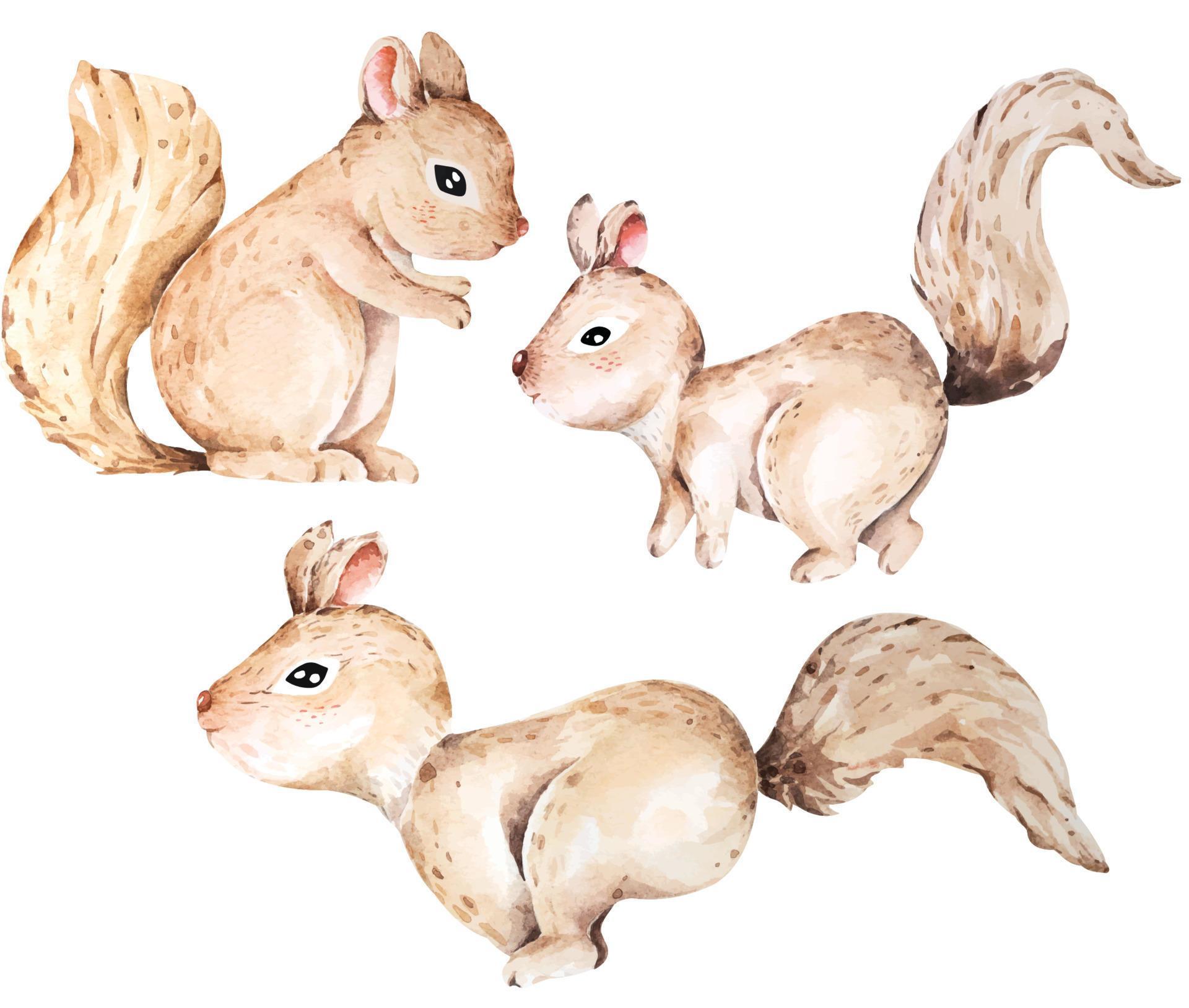 Squirrels on an isolated white background, watercolor.Cartoon Cute ...