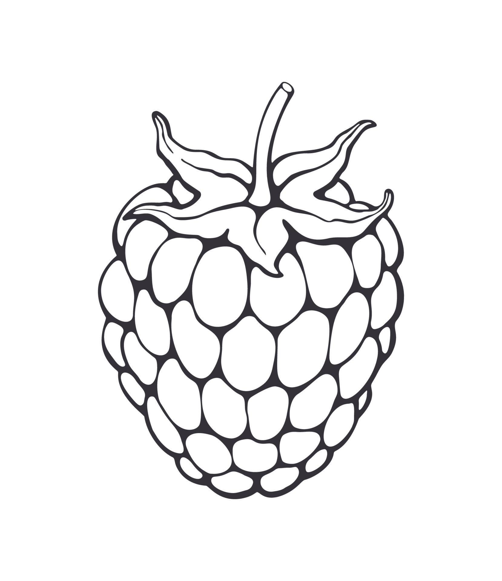 Hand Drawn Outline Doodle Of Blackberry Or Raspberry Fruit With Stem