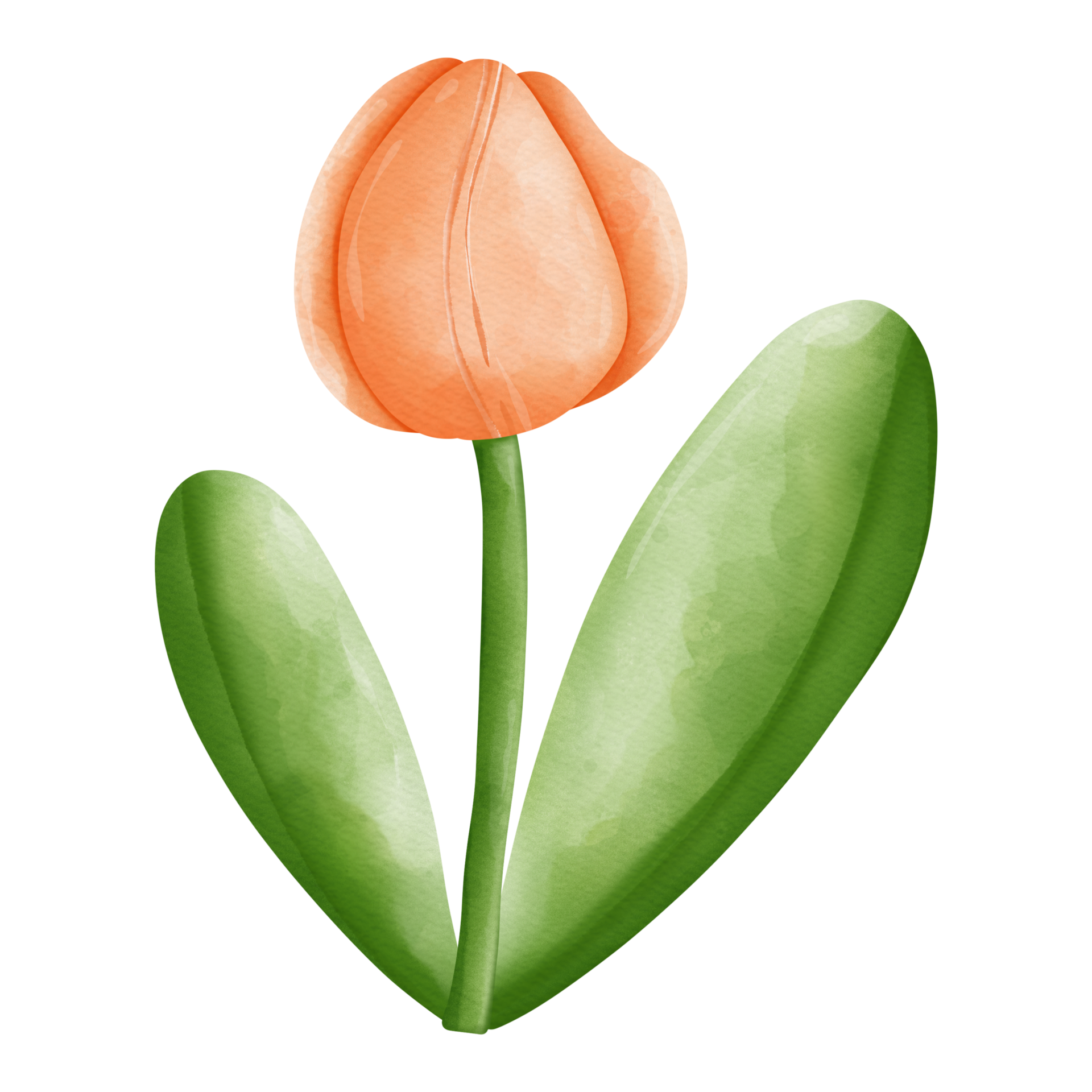 Watercolor Flower Hand Drawn Illustration Spring Season 21976978 Png