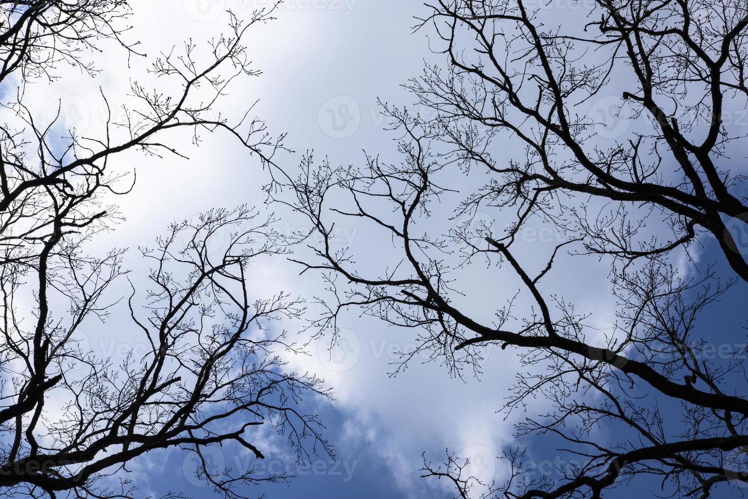 Spring branches of a tree without leaves against the sky 21981055 Stock ...
