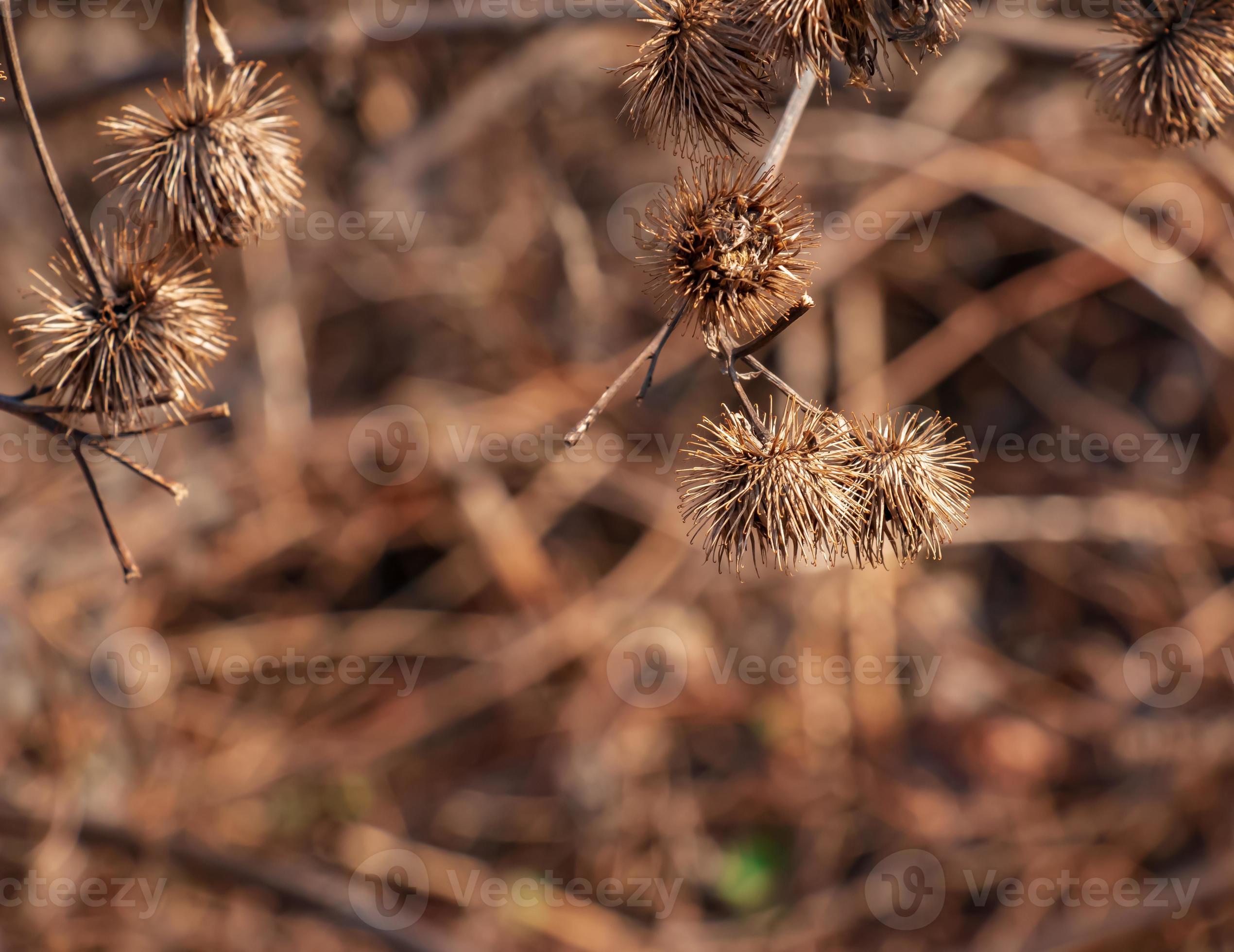 Dry Thorny Burdock Plant In Nature Close Up The Prickly Herb Burdock Plant Or Arctium Plant