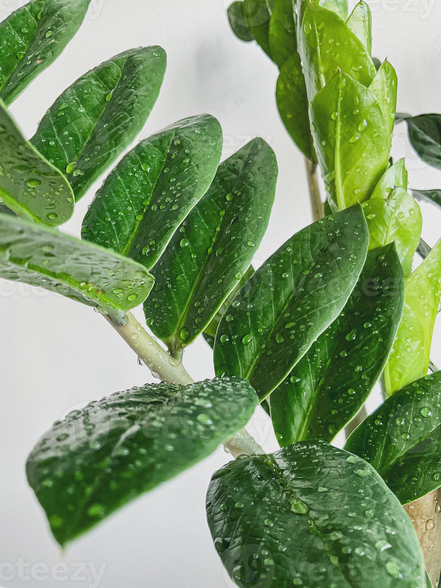 Zamioculcas Zamifolia Dollar Tree On White Close 22020330 Stock Photo zamioculcas-zamifolia-dollar-tree-on-white-close-22020330-stock-photo