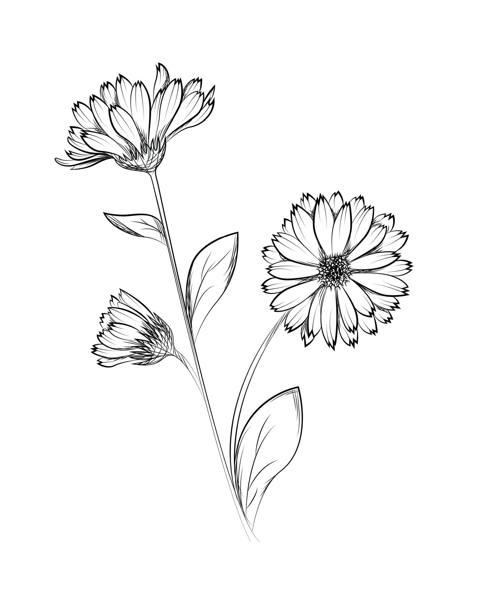 Calendula. Hand drawn vector illustration. 22022063 Vector Art at Vecteezy Calendula. Hand drawn vector illustration. 22022063 Vector Art at Vecteezy