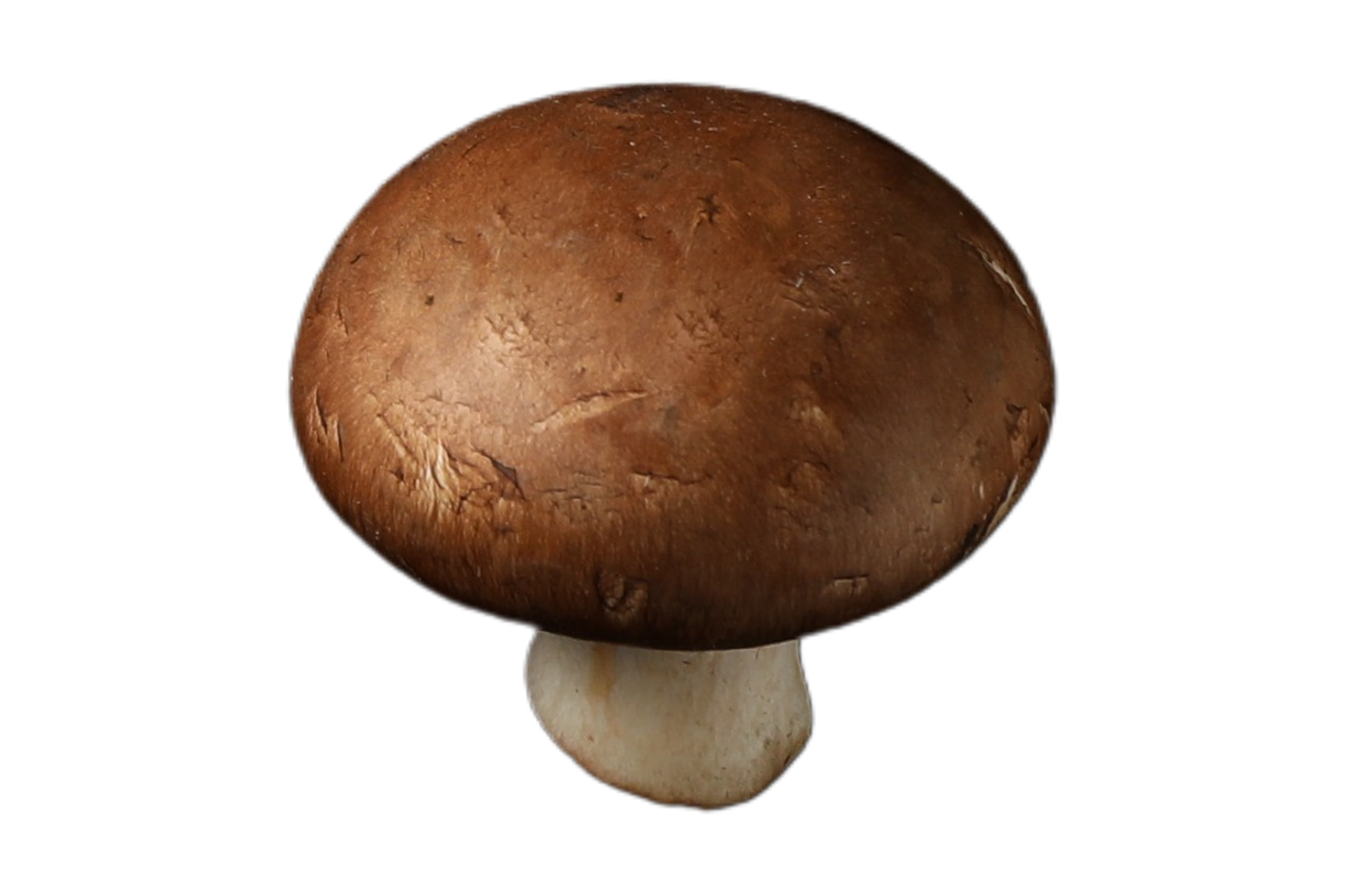 Mushroom isolated on a transparent background 22025168 PNG Mushroom isolated on a transparent background 22025168 PNG