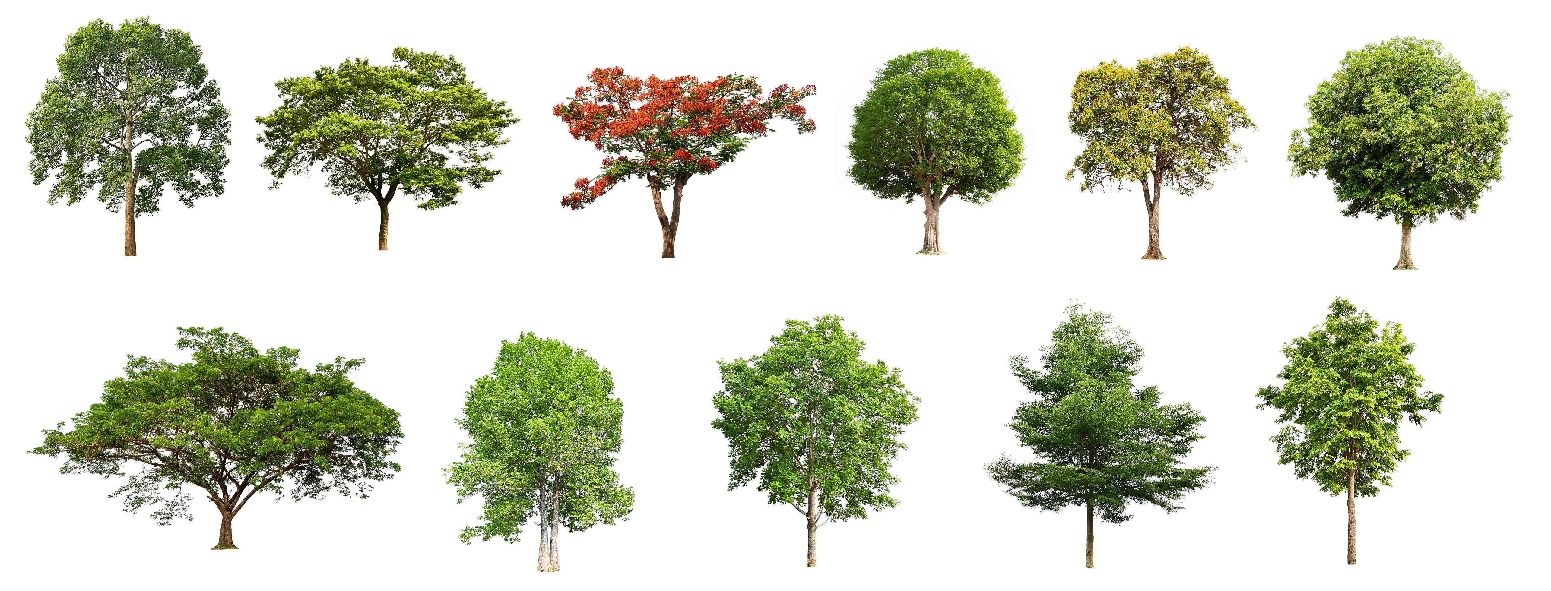 set collection tree isolate on white background 22171847 Stock Photo at ...