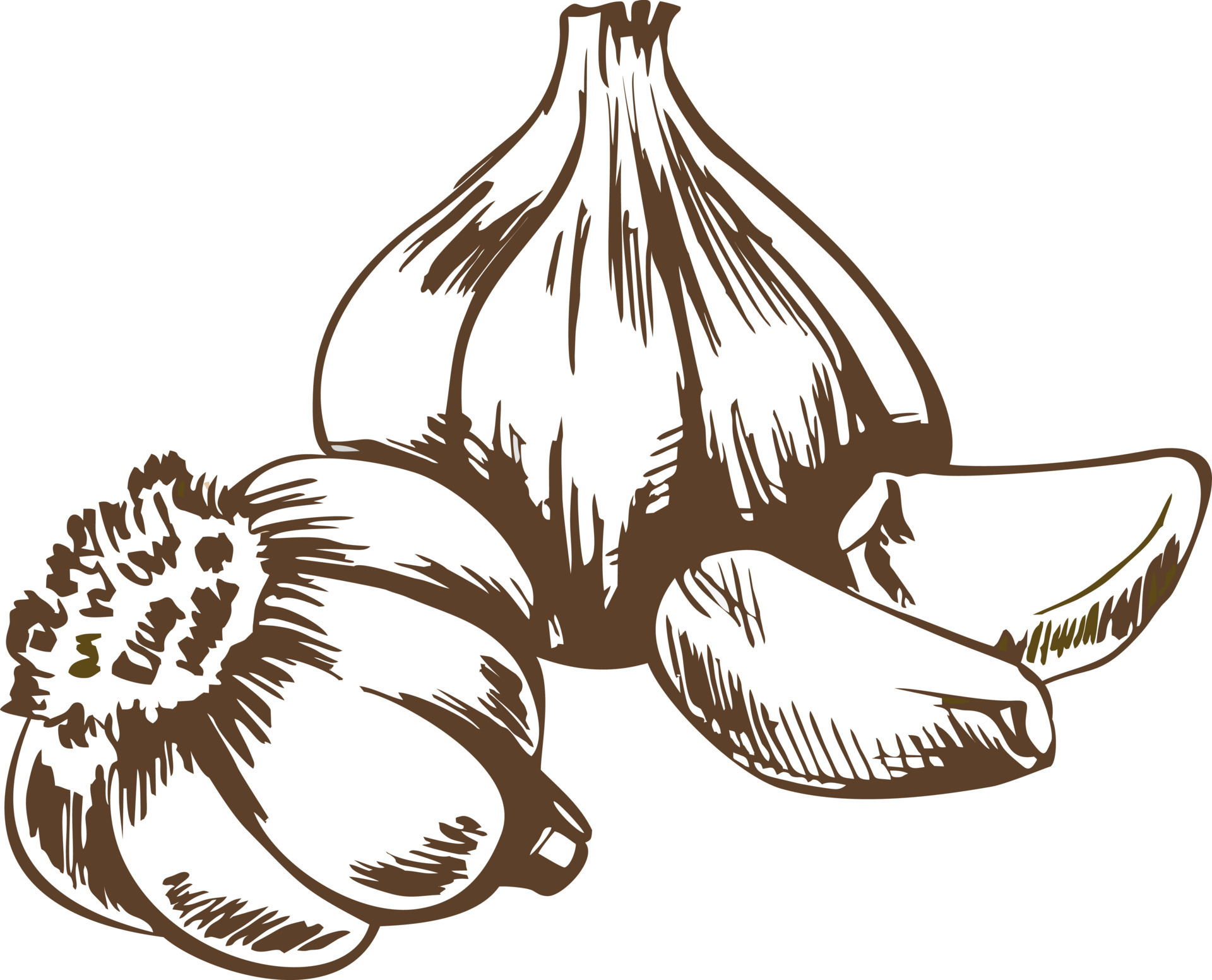 Vector Hand Drawing Garlic Garlic Cloves Of Garlic Herbs And Spices Sketch Retro Illustration