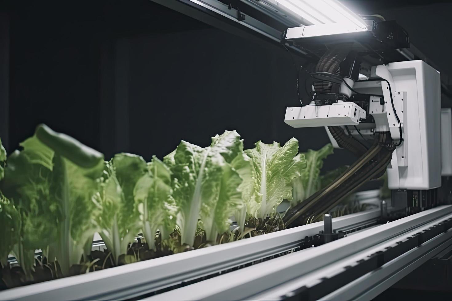 Automatic Agricultural Technology With Close-up View Of Robotic Arm Harvesting Lettuce In ...