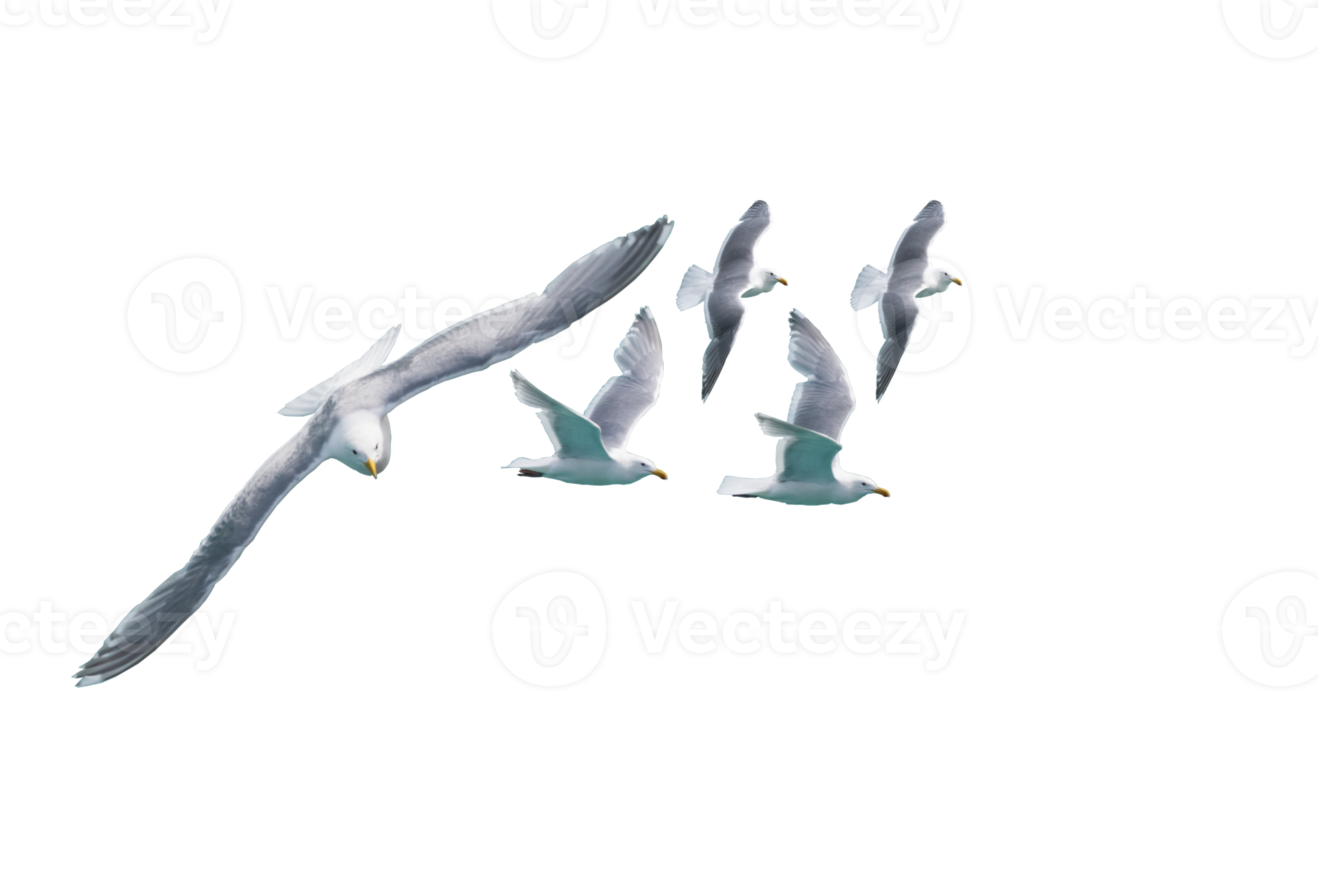A PNG file of A Seagull group flying. Flock of birds flying isolated no ...