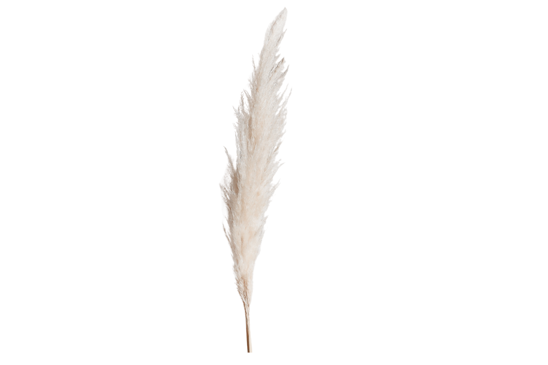 Dried Pampas Png Image Pampas Grass Dried Flowers Bou