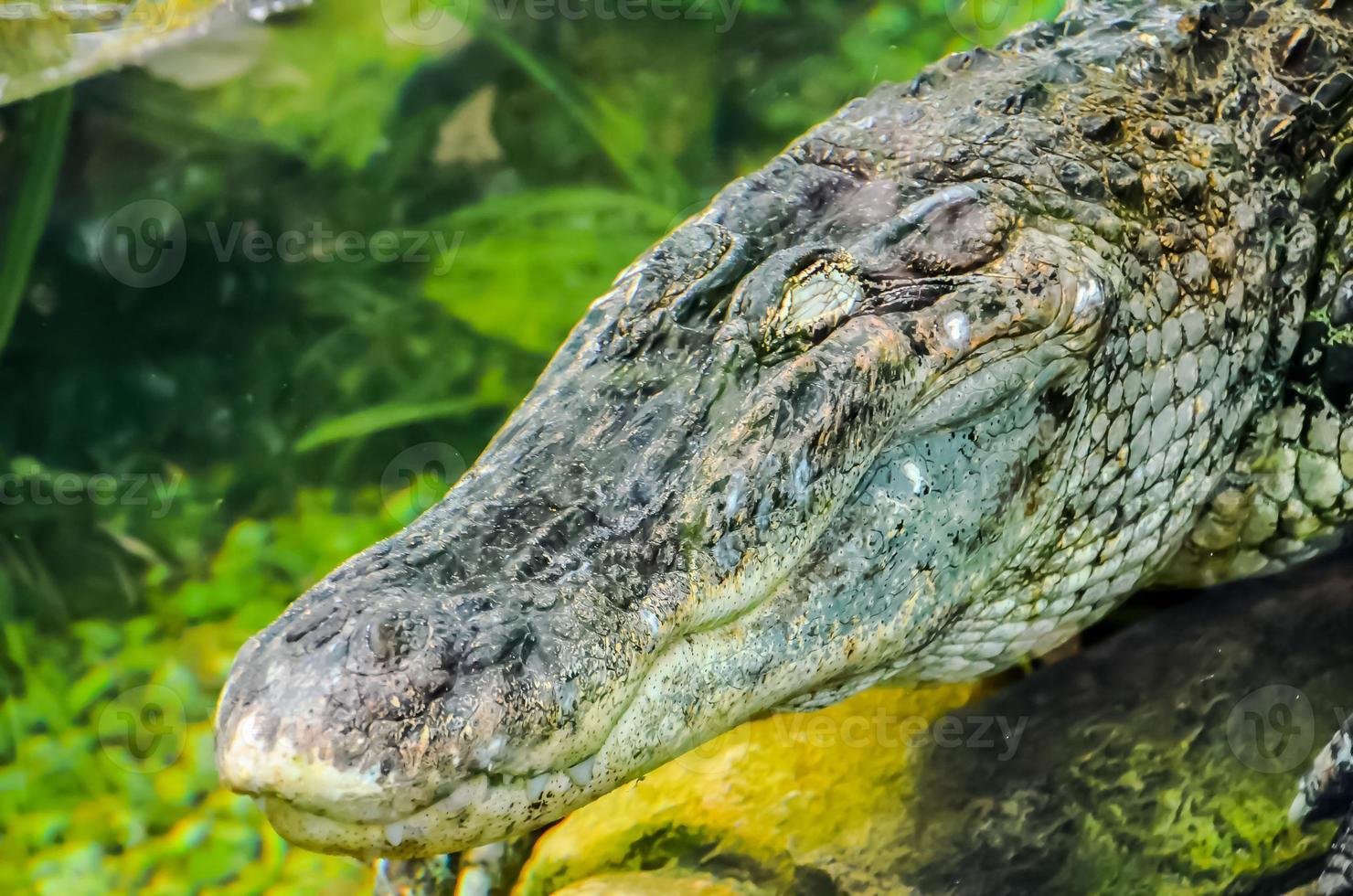 Crocodile in the water 22229158 Stock Photo at Vecteezy