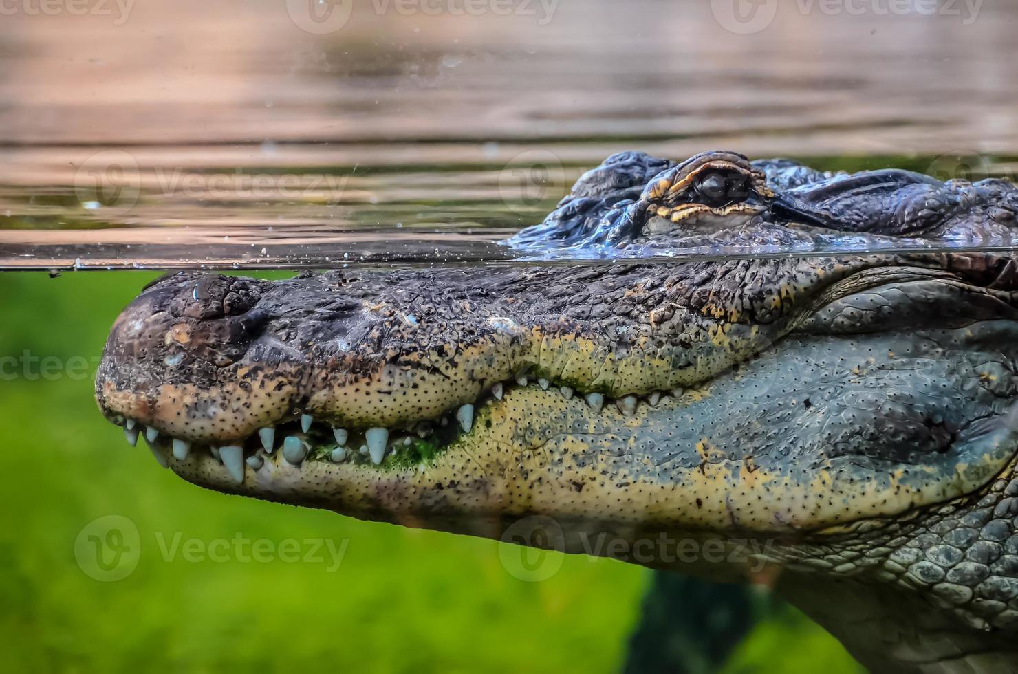 Crocodile in the water 22229160 Stock Photo at Vecteezy