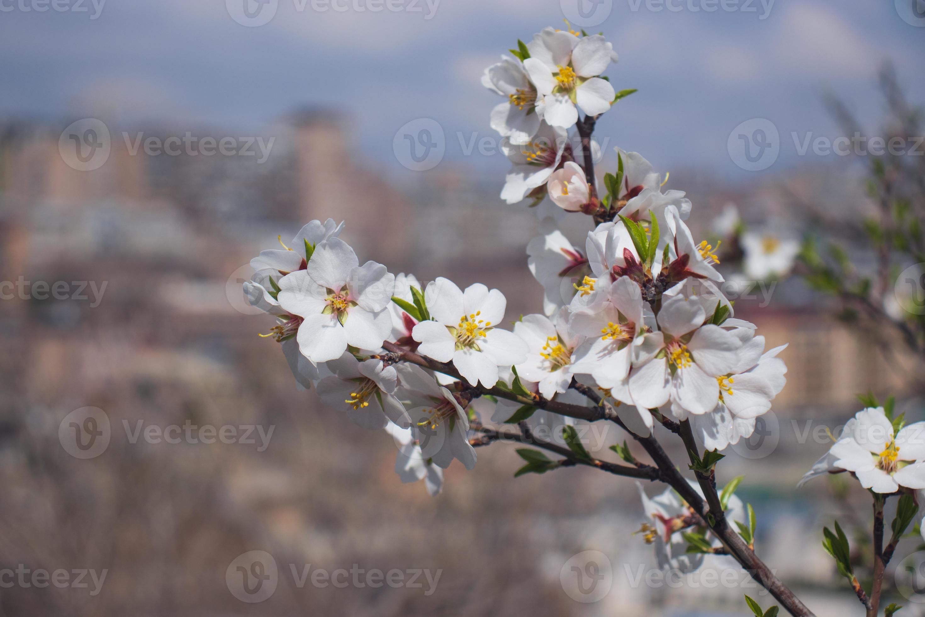 Close up blooming flowers of apricot tree concept photo. Blossom ...