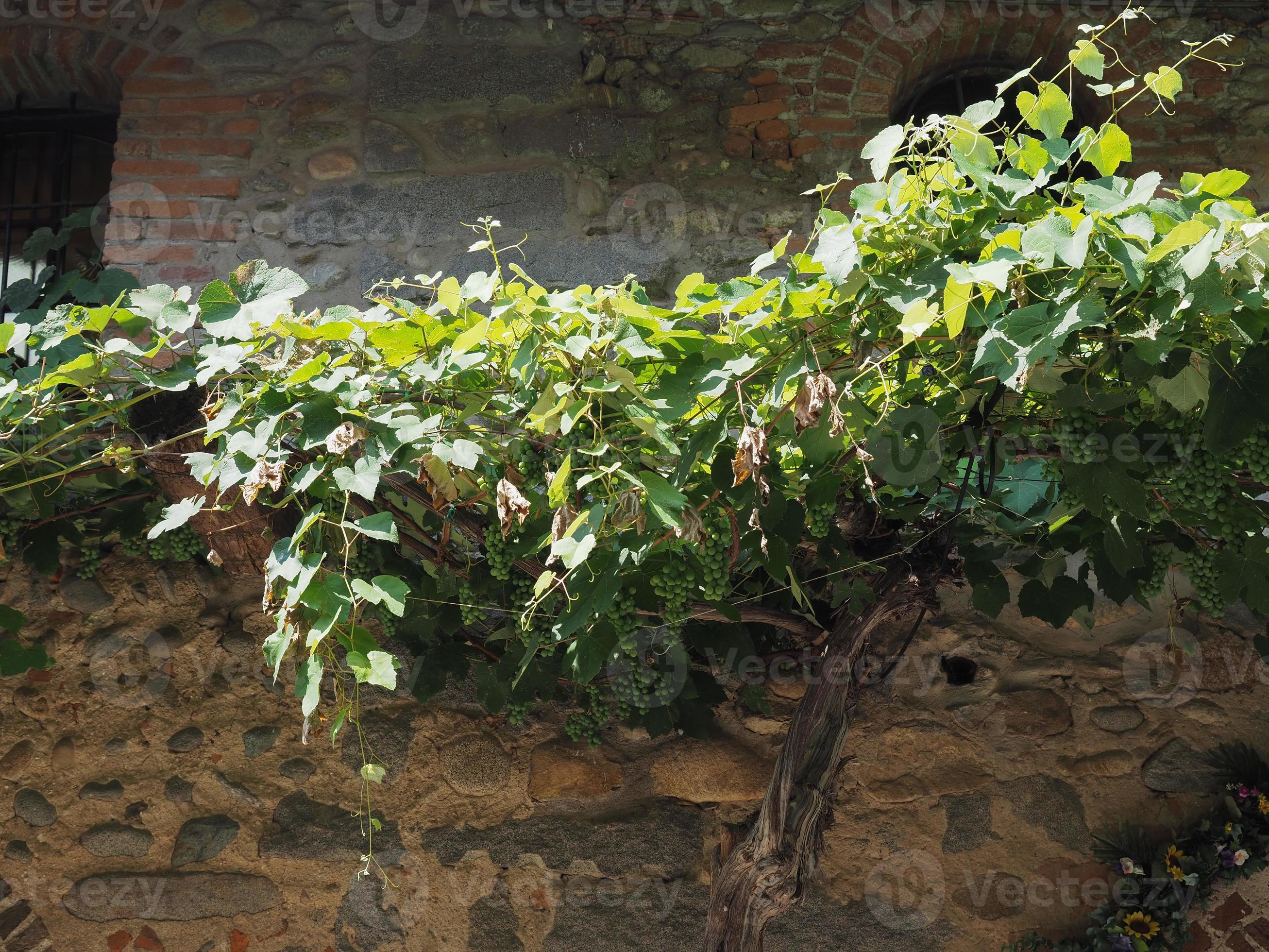 grapevine plant scient. name Vitis vinifera 22262618 Stock Photo at ... grapevine plant scient. name Vitis vinifera 22262618 Stock Photo at ...