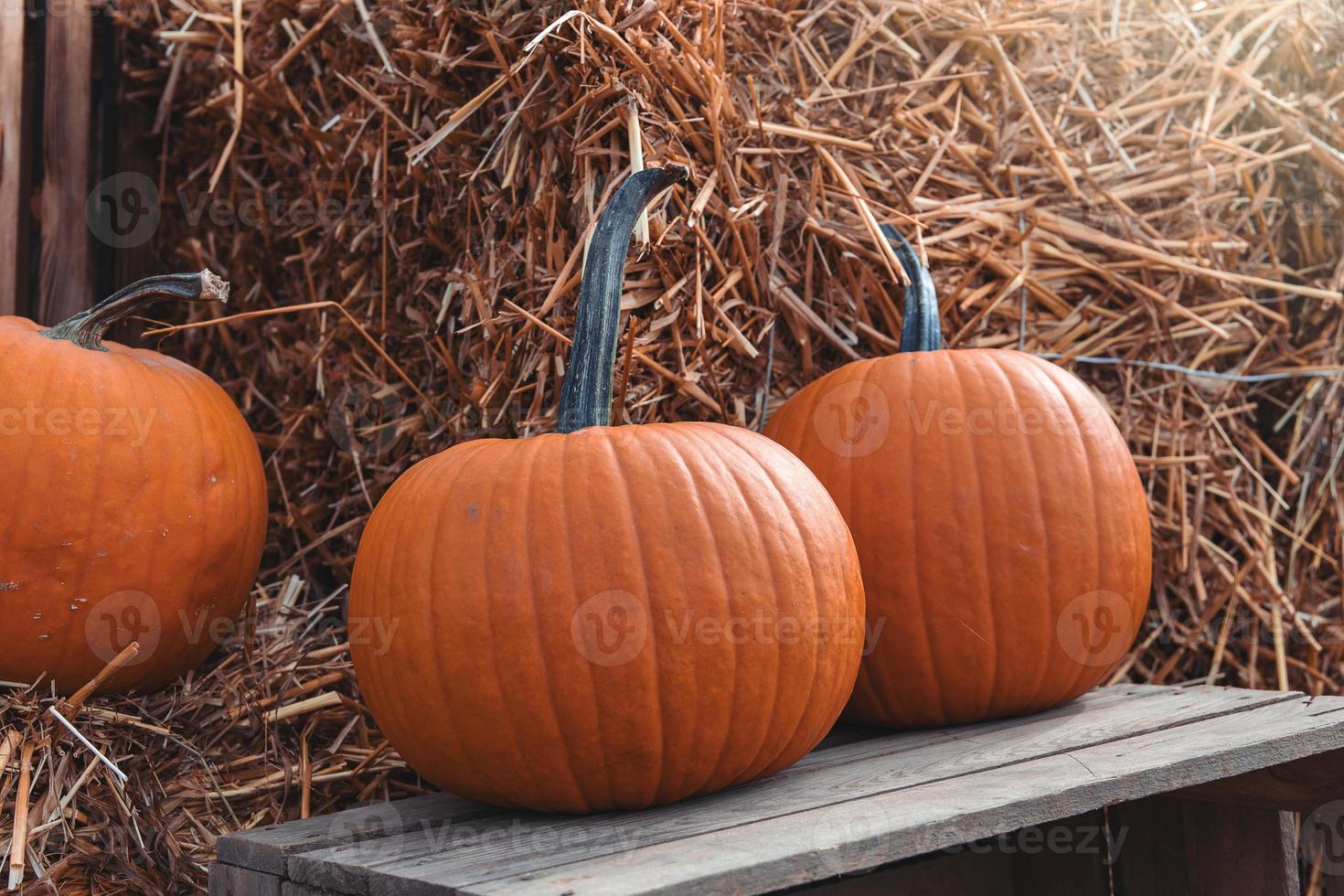 big autumn orange pumpkins in an outdoor garden 22265524 Stock Photo at ...