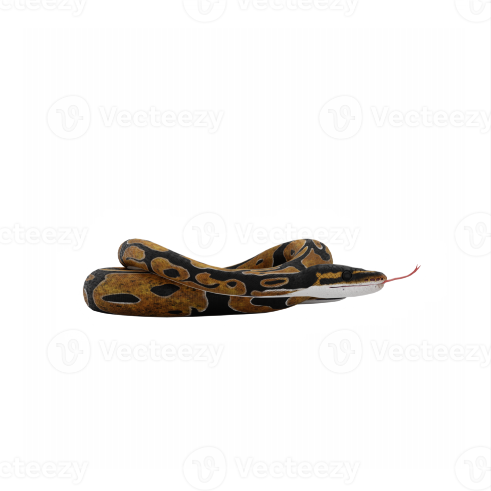 3d Burmese Python 22308135 PNG