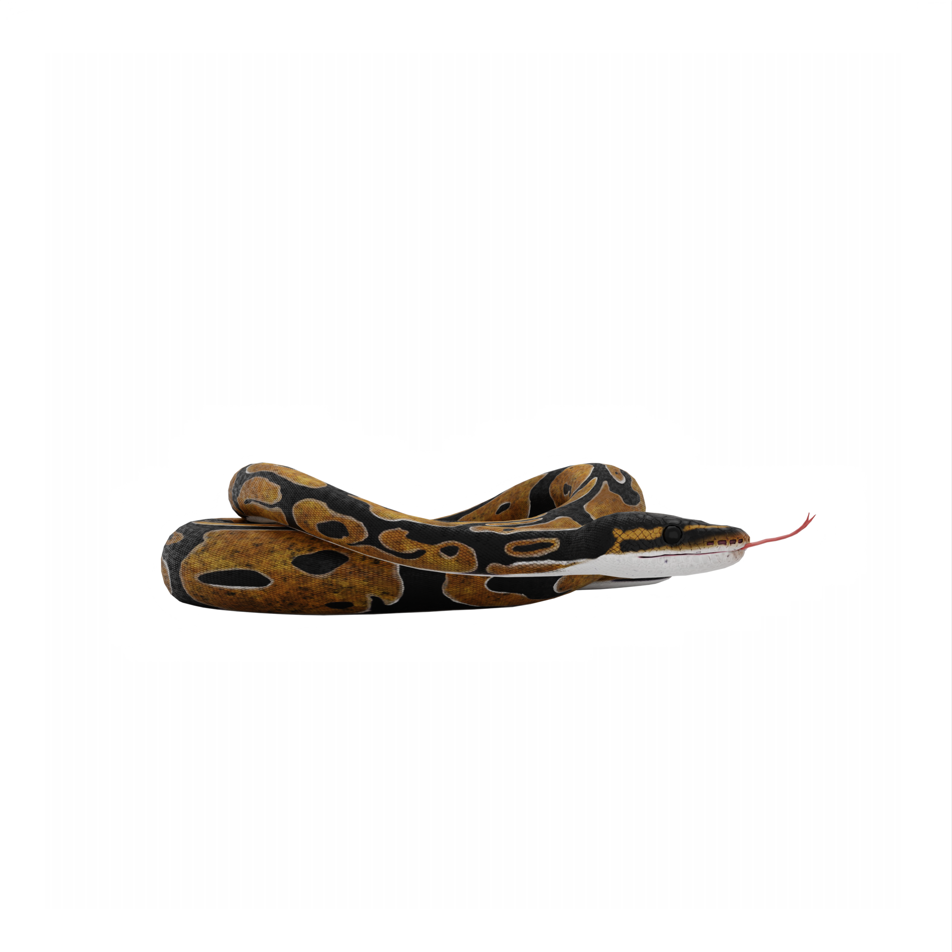 3d Burmese Python 22308135 PNG