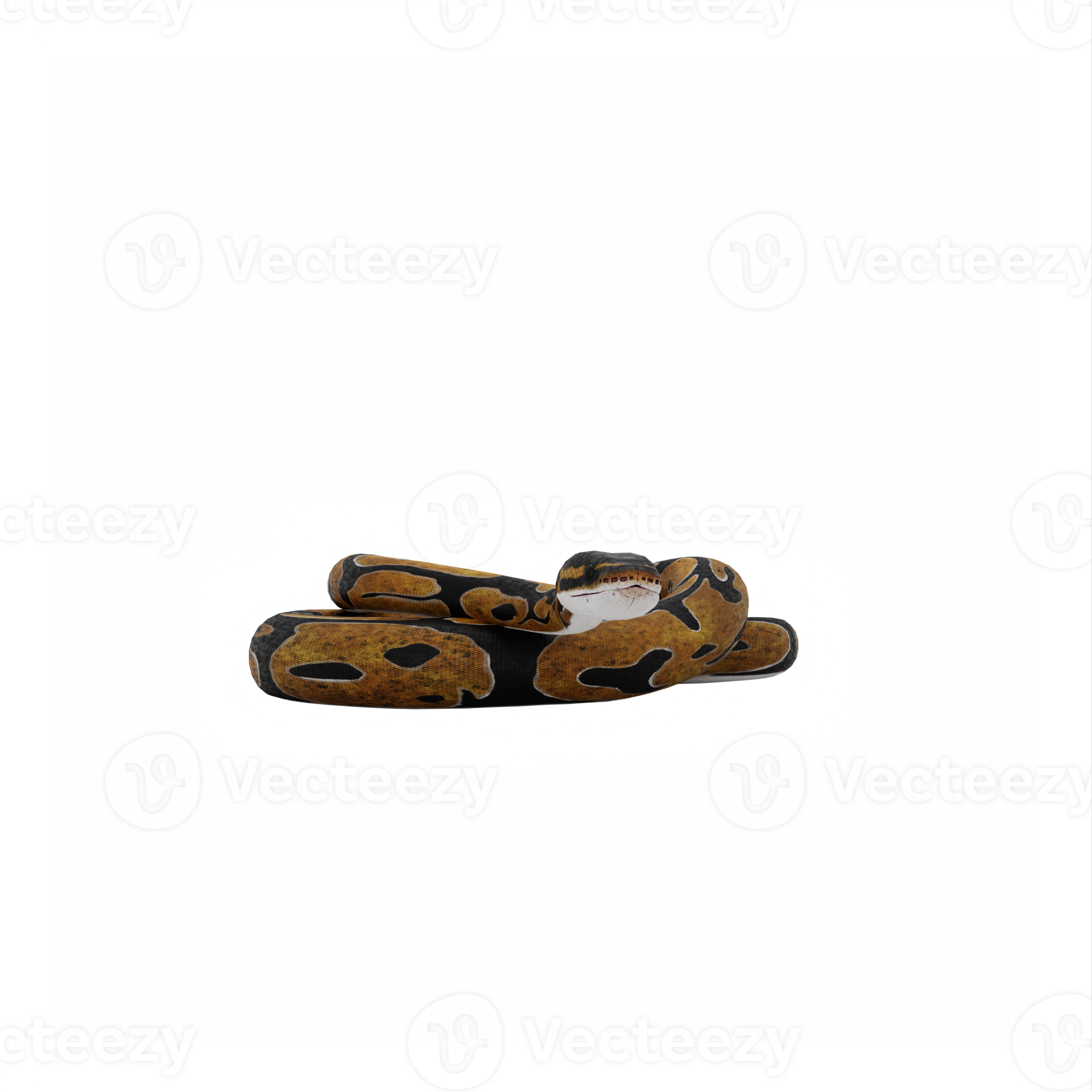 3d Burmese Python 22308137 PNG