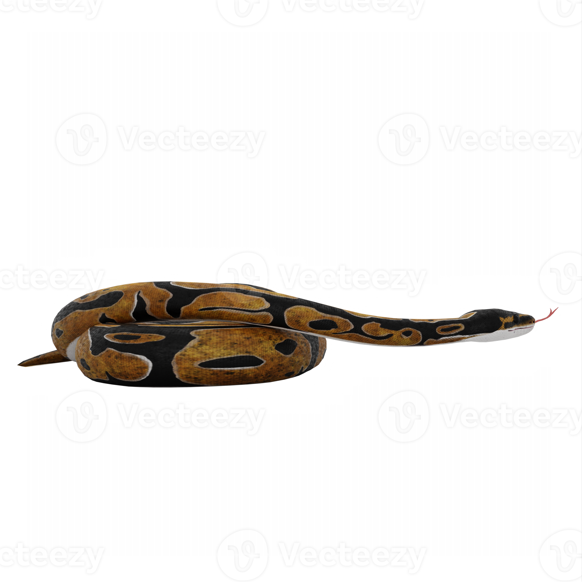 3d Burmese Python 22308358 PNG