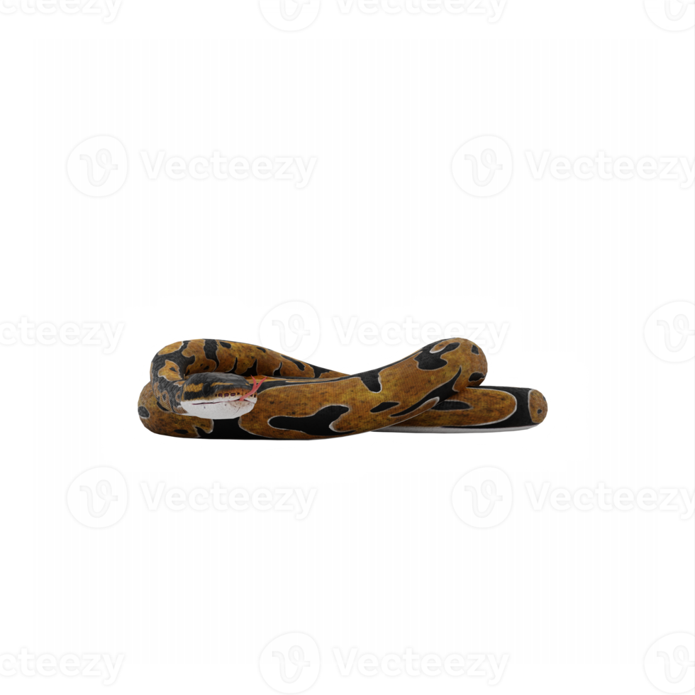 3d Burmese Python 22308360 PNG